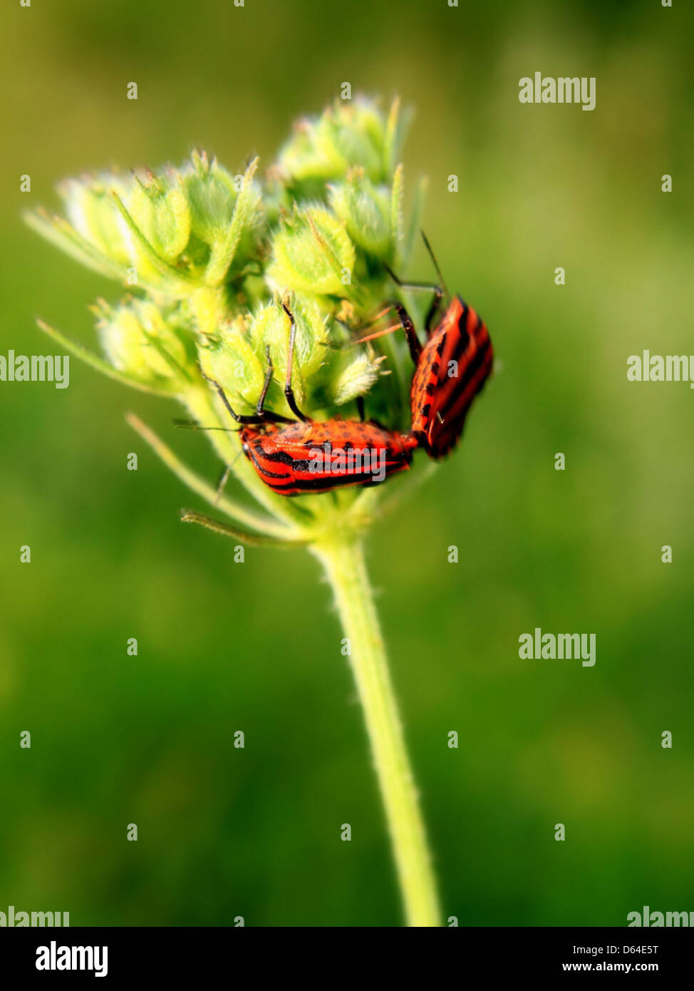 A detailed image of insects and bugs during their mating process. The ...