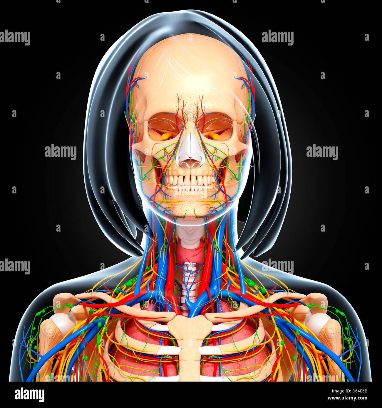 Upper body anatomy, artwork Stock Photo - Alamy