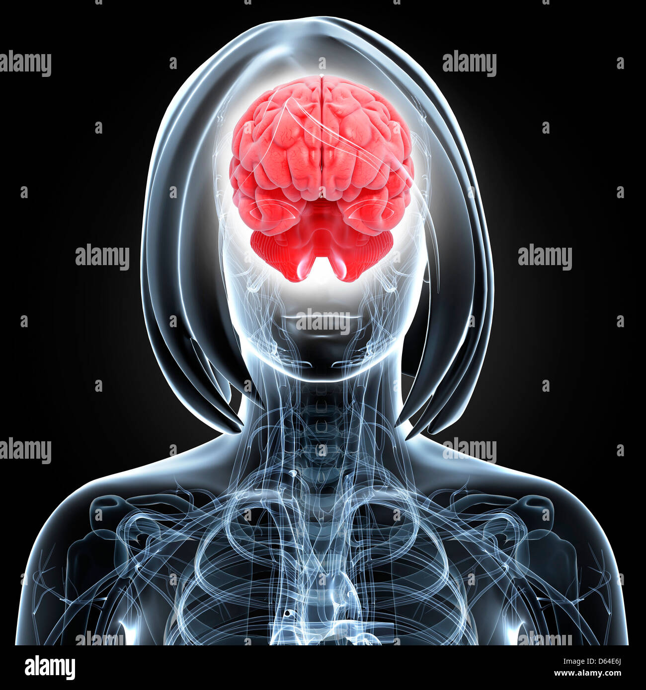 Female brain, artwork Stock Photo - Alamy