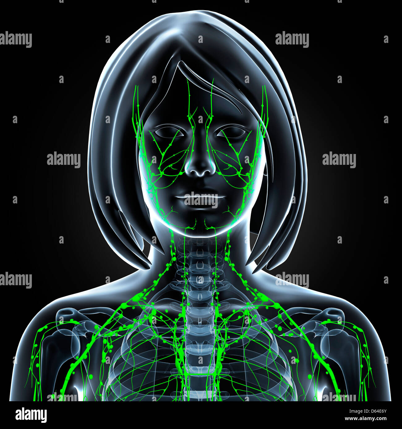 Female lymphatic system, artwork Stock Photo - Alamy