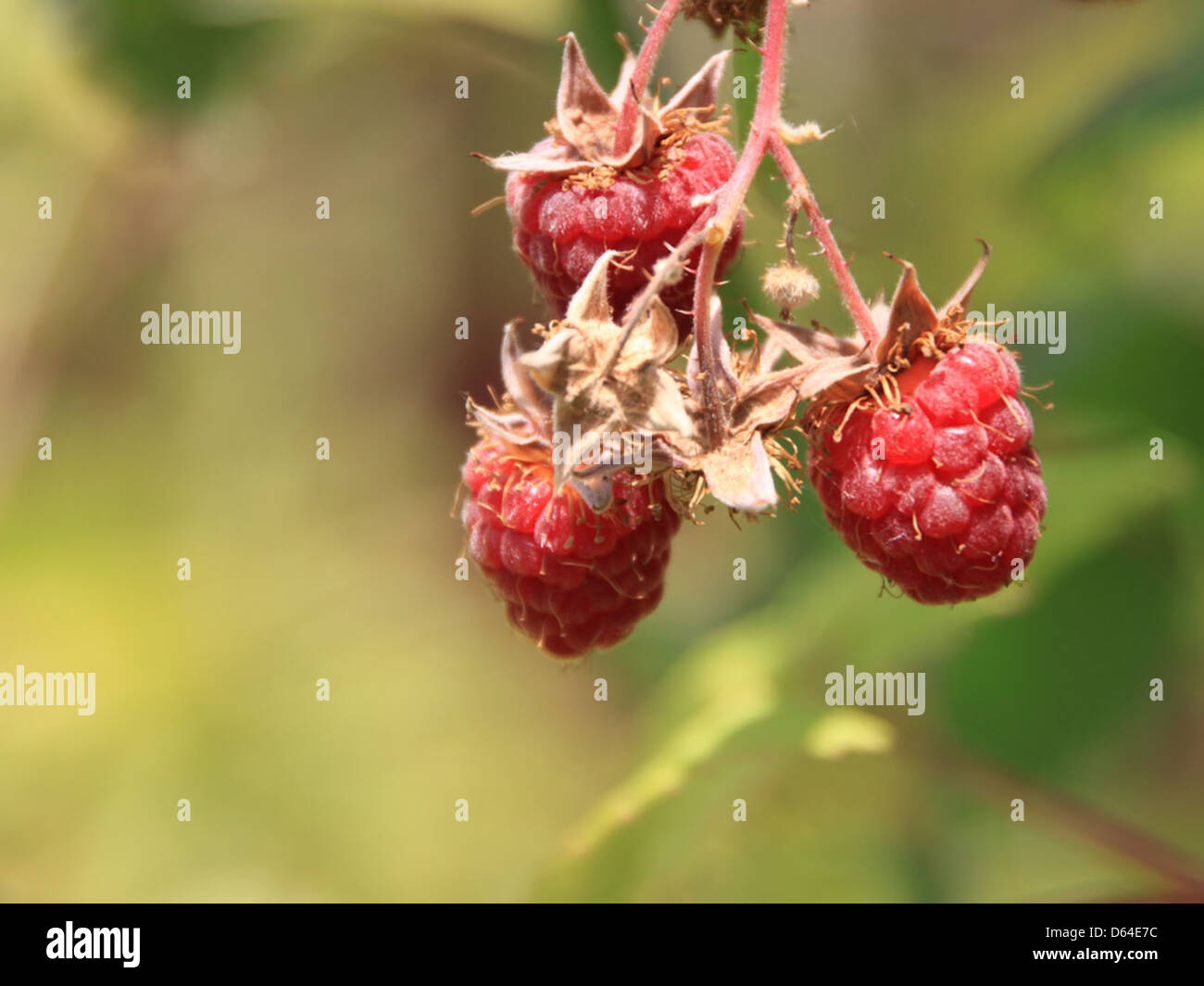 Fruit public domain hi-res stock photography and images - Alamy