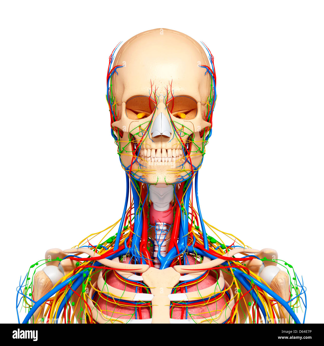 Upper body anatomy, artwork Stock Photo - Alamy