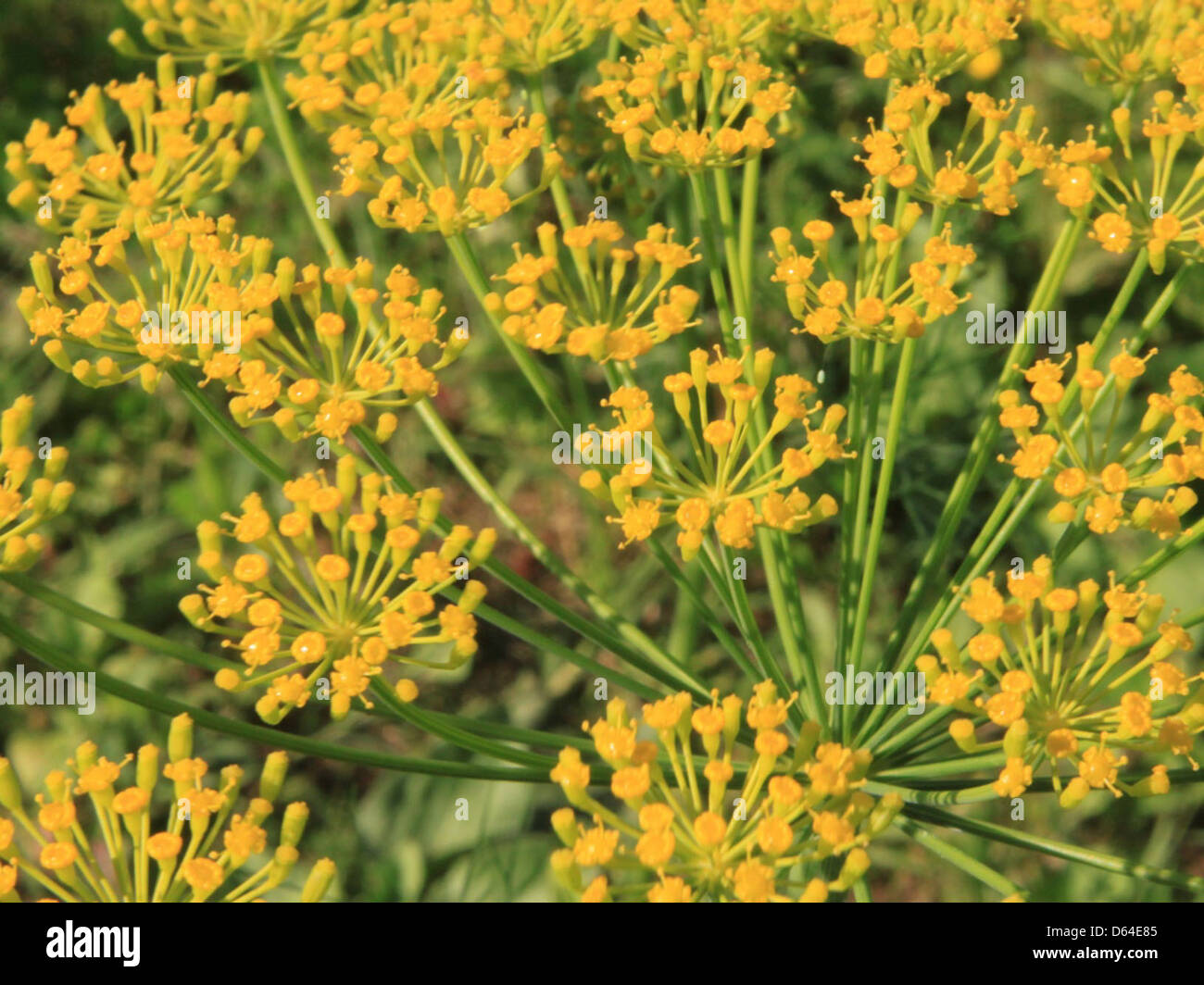 Yellow dill flowers bloom in spring, adding a bright pop of color to ...