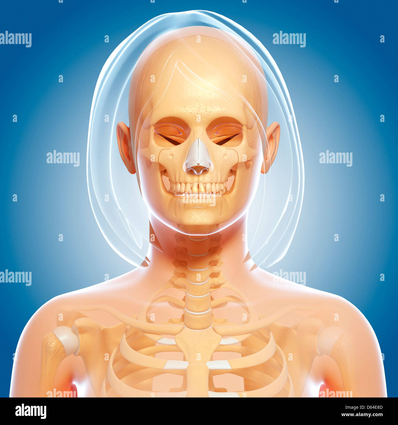 Upper body anatomy, artwork Stock Photo - Alamy
