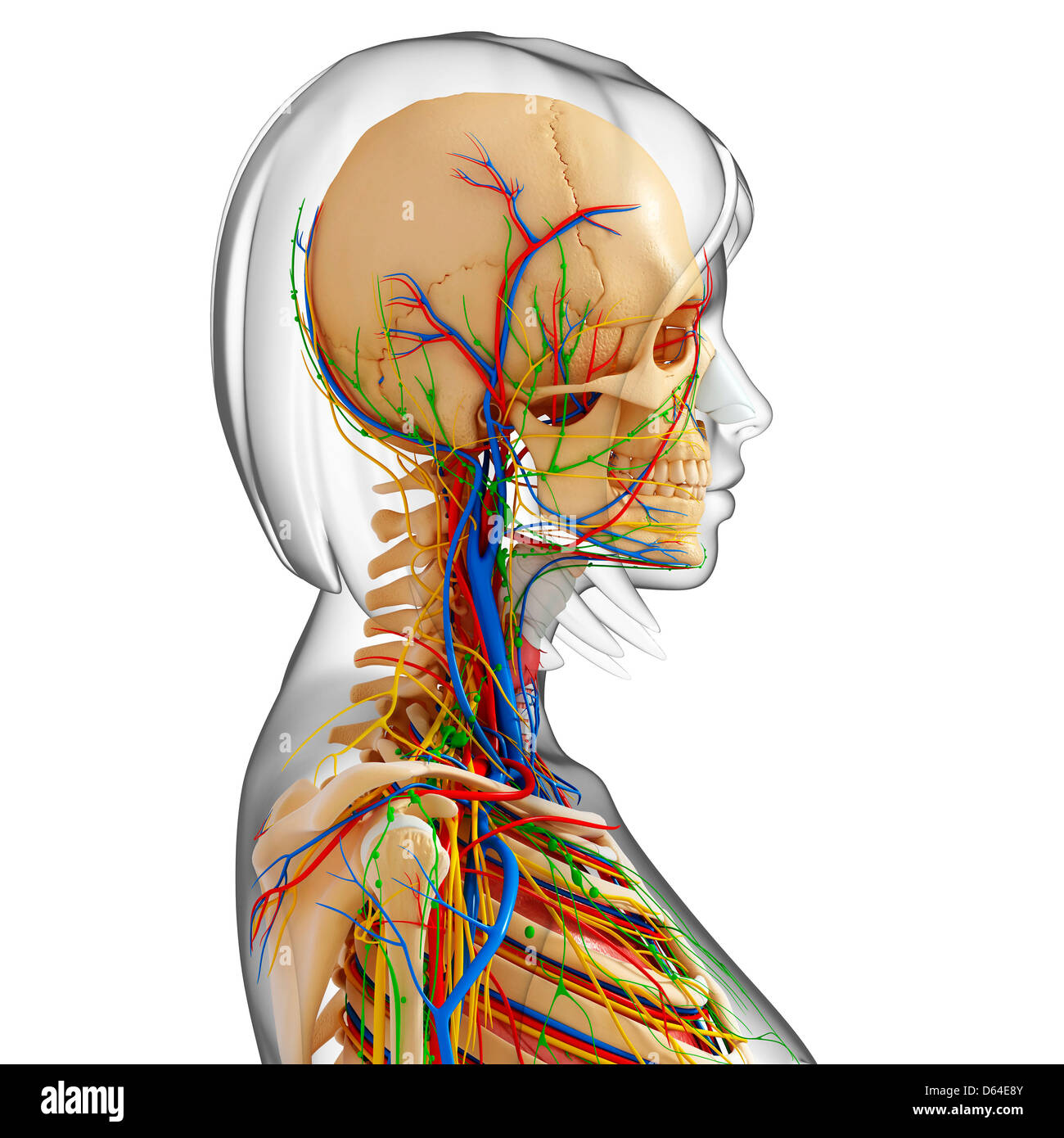 Upper body anatomy, artwork Stock Photo - Alamy Upper body anatomy, artwork Stock Photo - Alamy