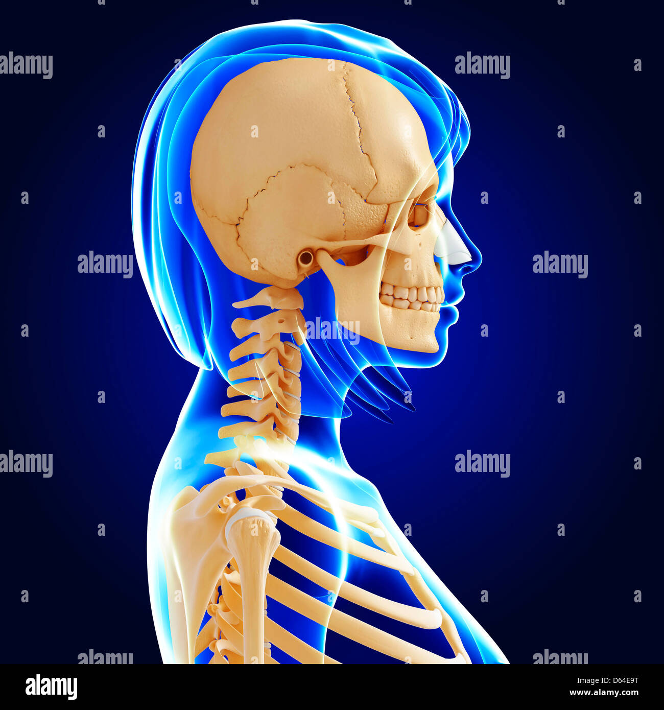 Female skeleton, artwork Stock Photo - Alamy