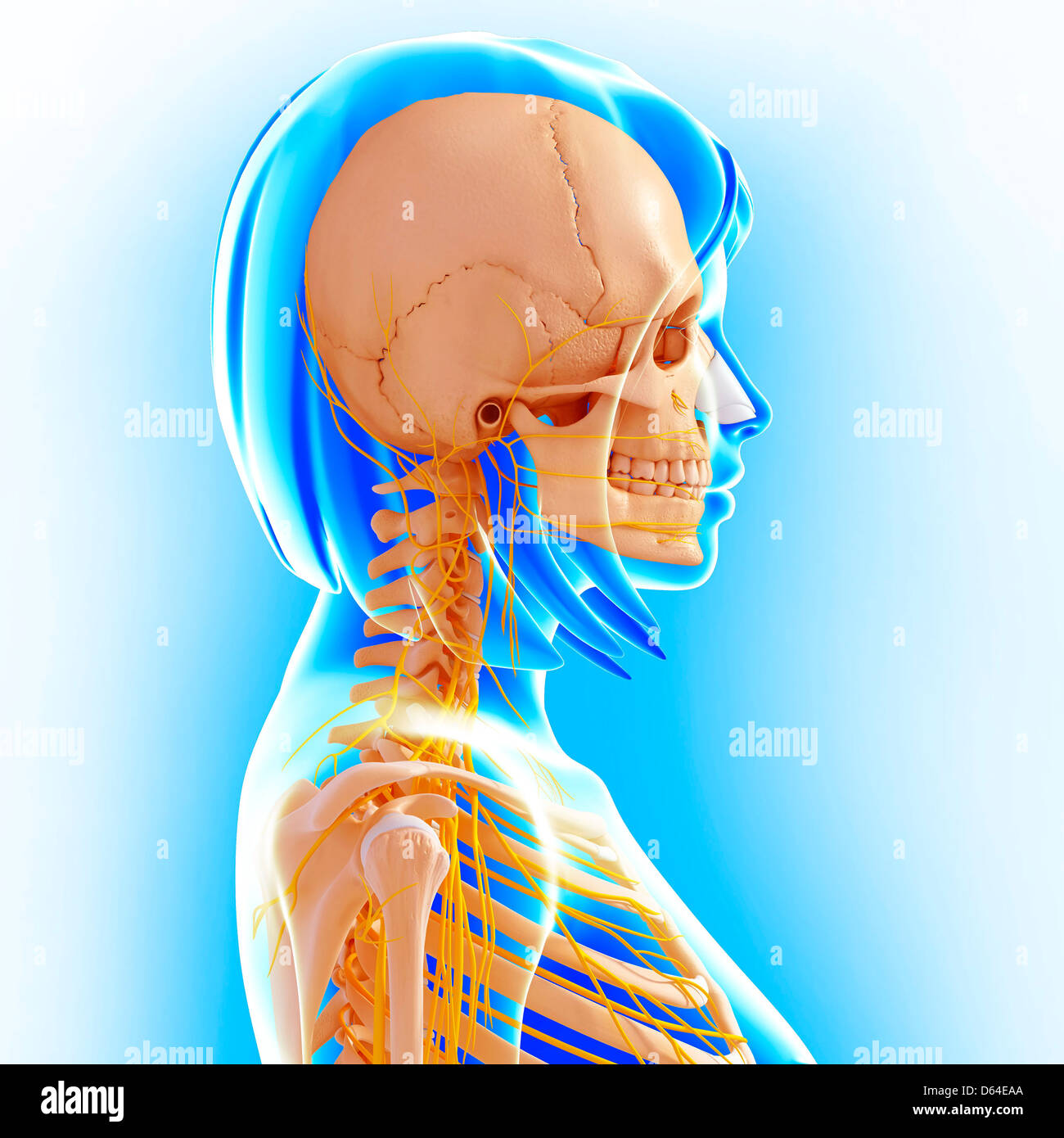 Upper jaw bone hi-res stock photography and images - Alamy