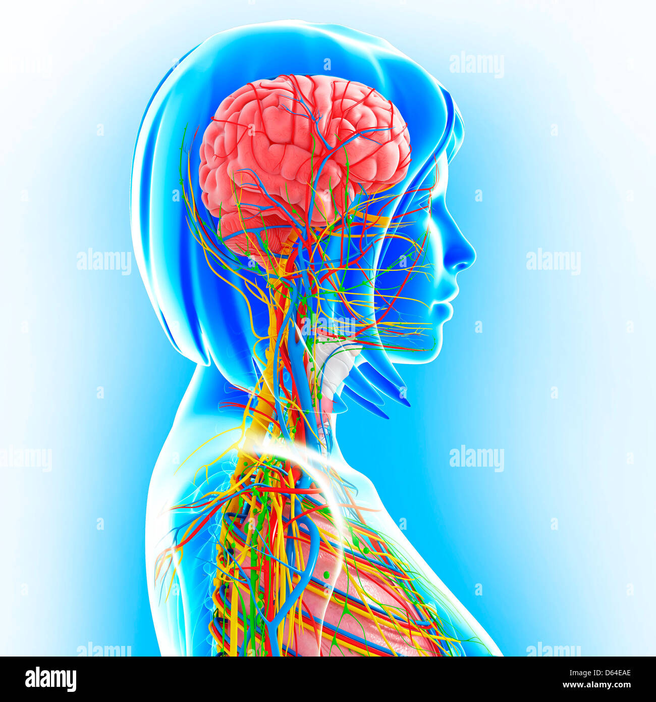Upper body anatomy, artwork Stock Photo - Alamy Upper body anatomy, artwork Stock Photo - Alamy