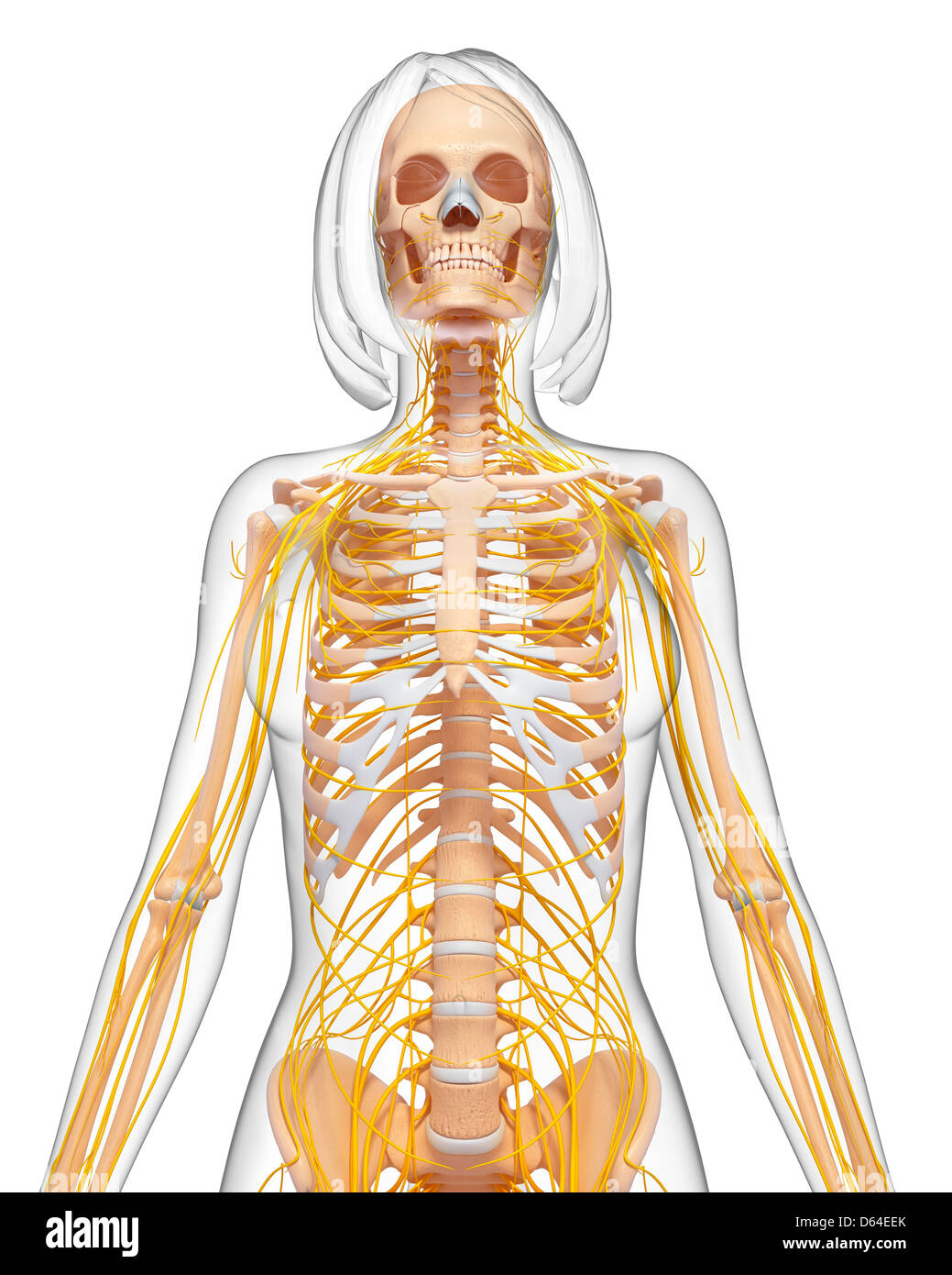Female anatomy, artwork Stock Photo - Alamy