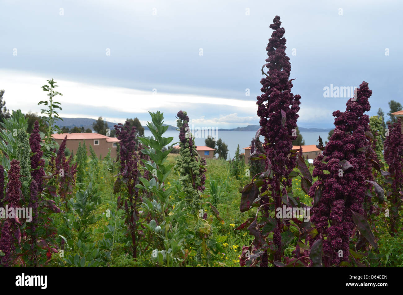 Quinoa growing on the islands of Lake Titicaca, Peru Stock Photo - Alamy
