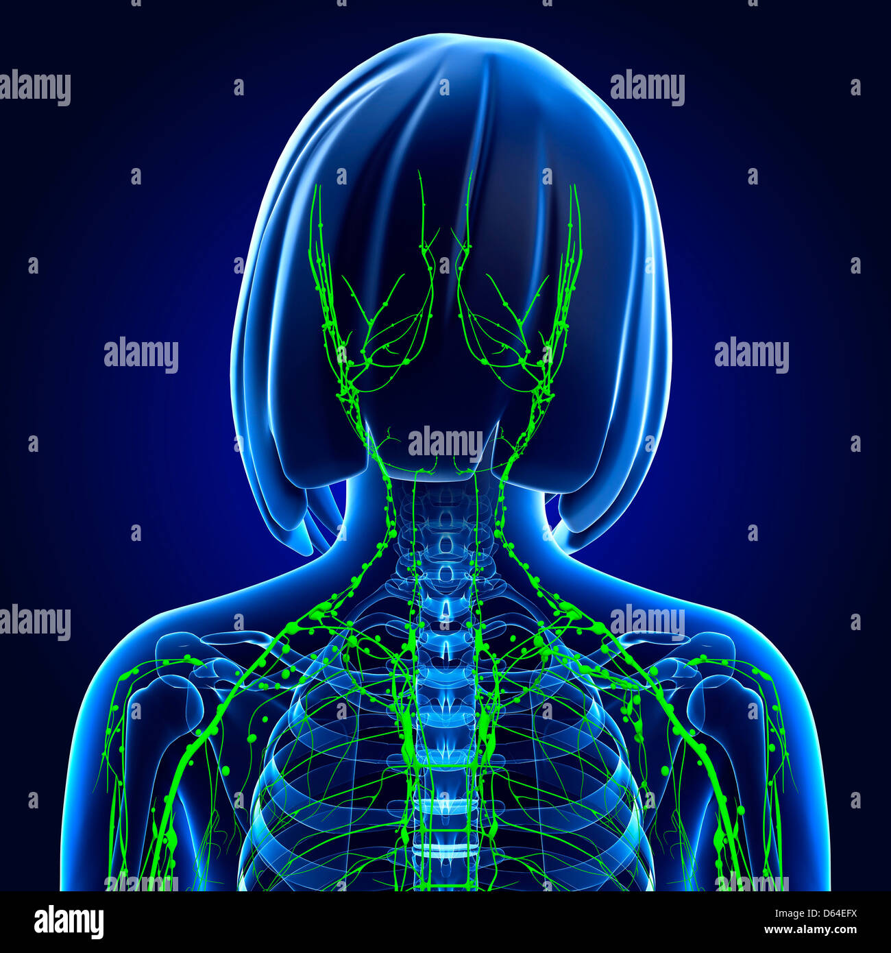 Lymphatic System Stock Photos & Lymphatic System Stock Images - Alamy