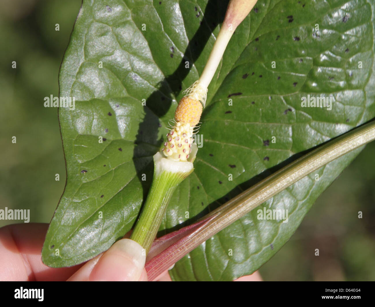 Wild arum arum maculatum in spring hi-res stock photography and images ...