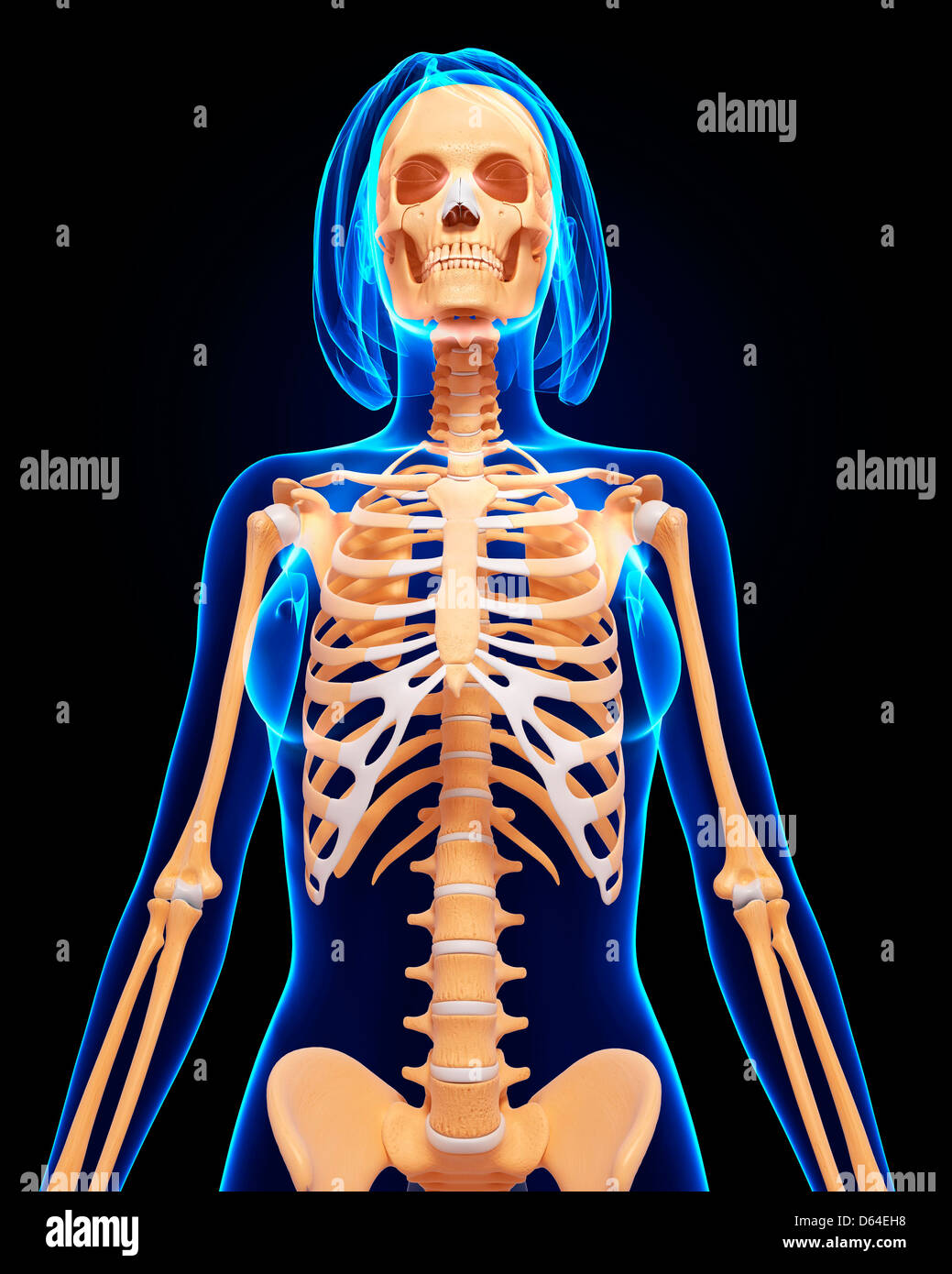 Female skeleton, artwork Stock Photo - Alamy