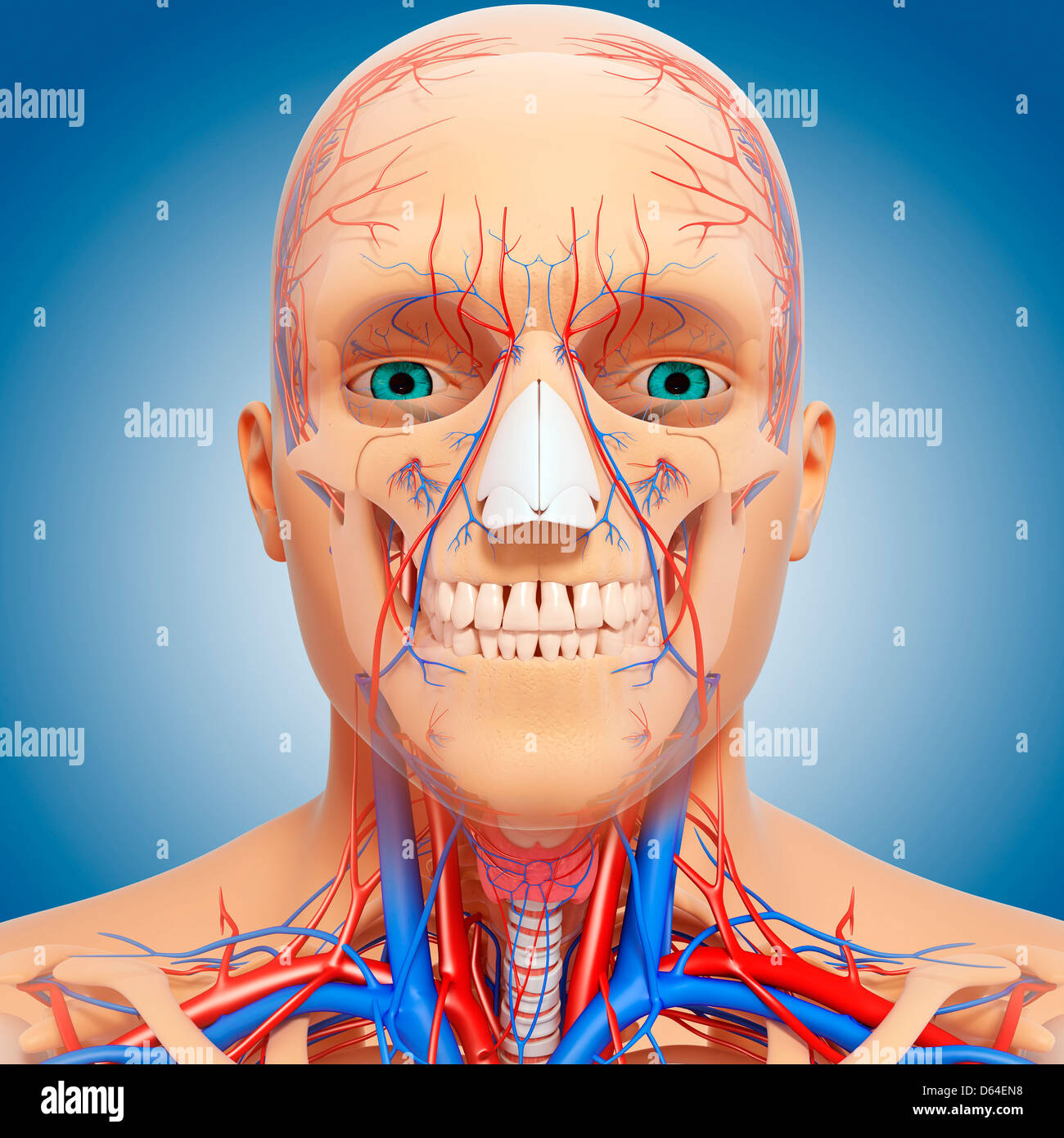 Head anatomy, artwork Stock Photo - Alamy