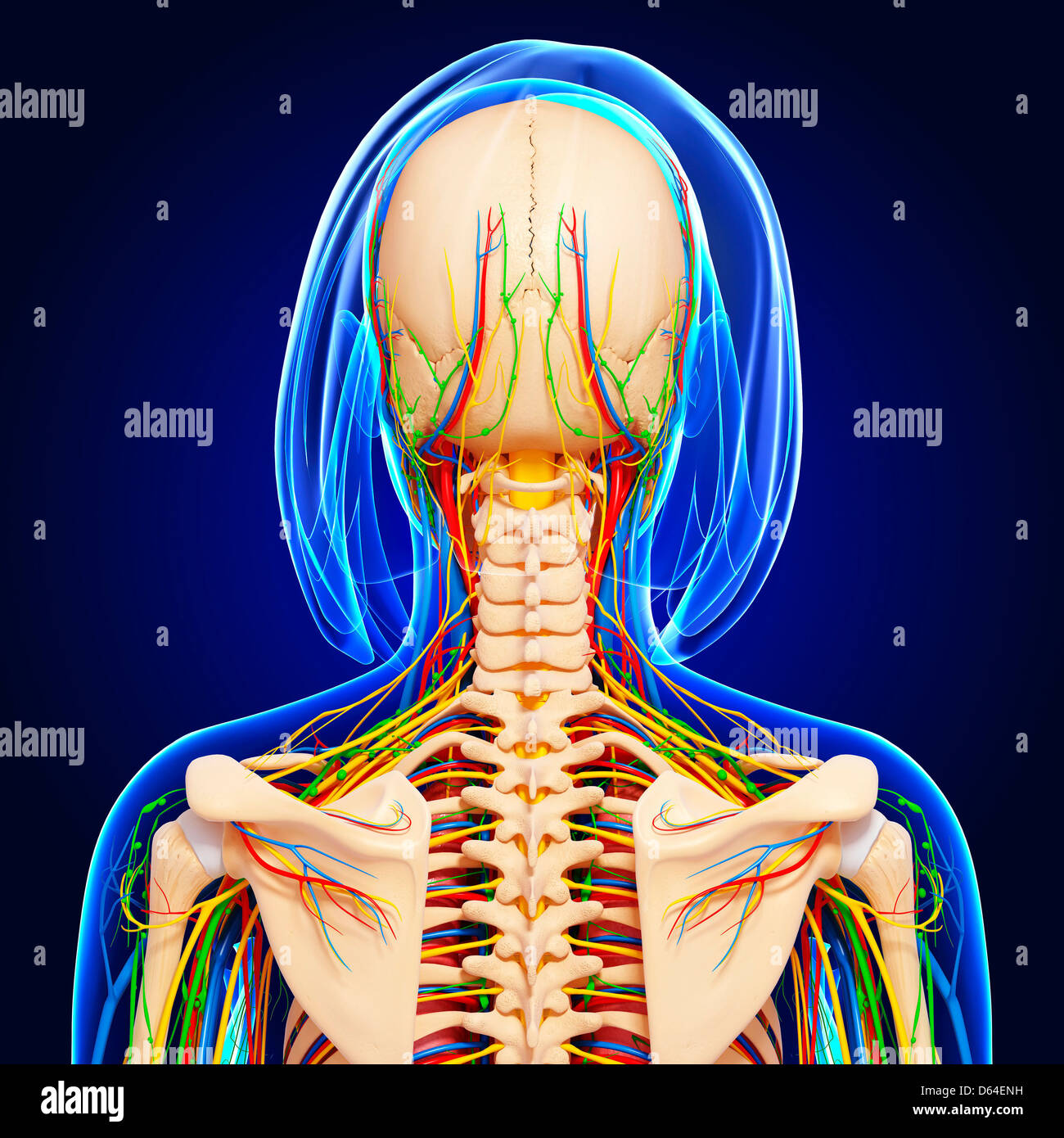 Upper body anatomy, artwork Stock Photo - Alamy