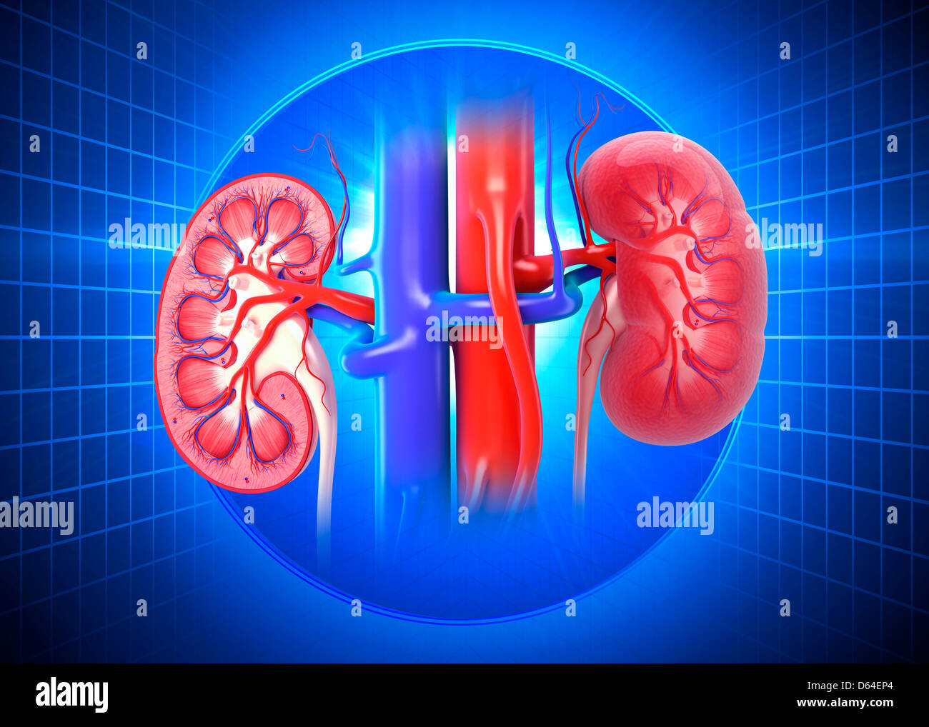 Healthy kidneys hi-res stock photography and images - Alamy
