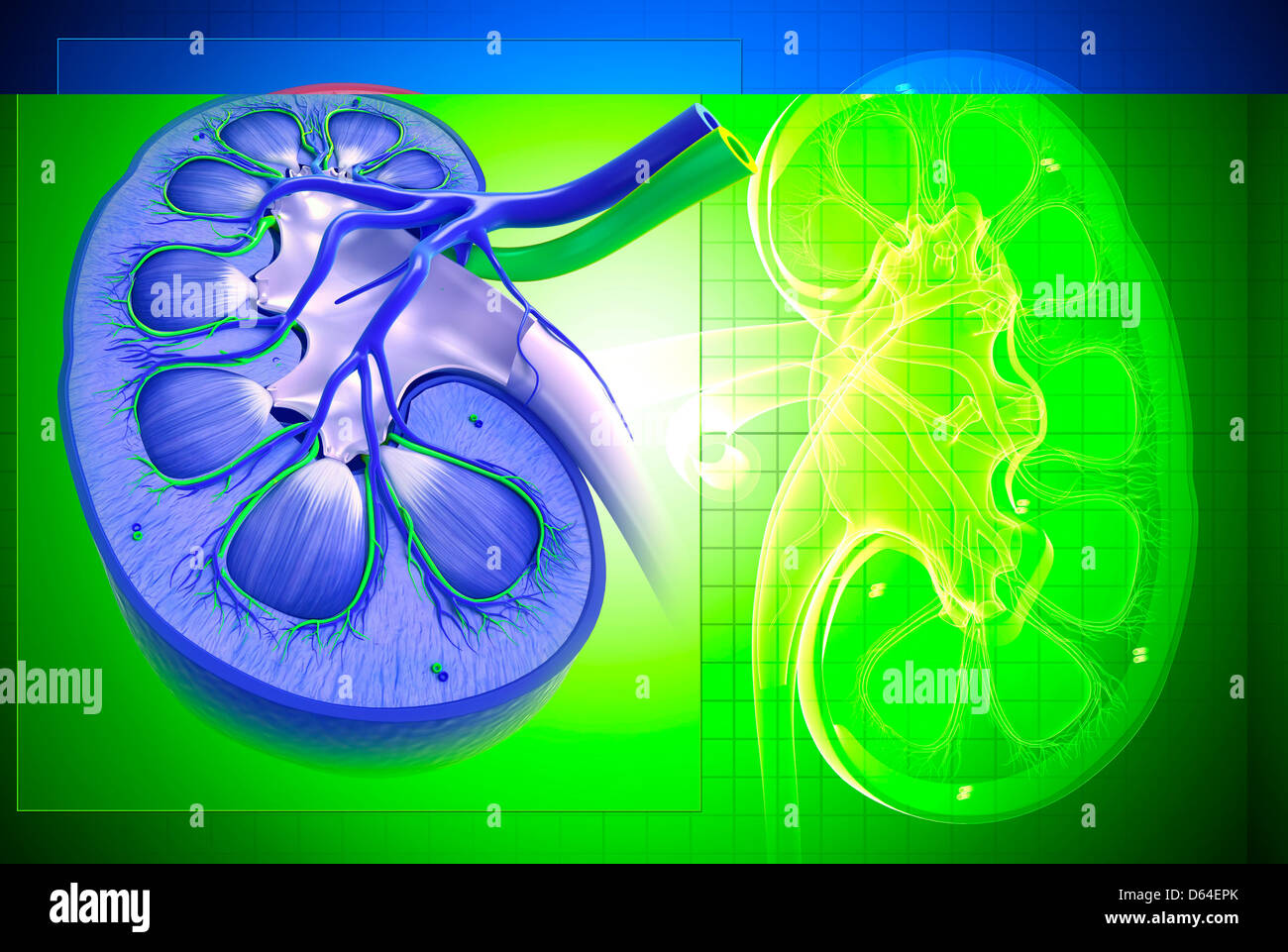 Healthy kidneys hi-res stock photography and images - Alamy