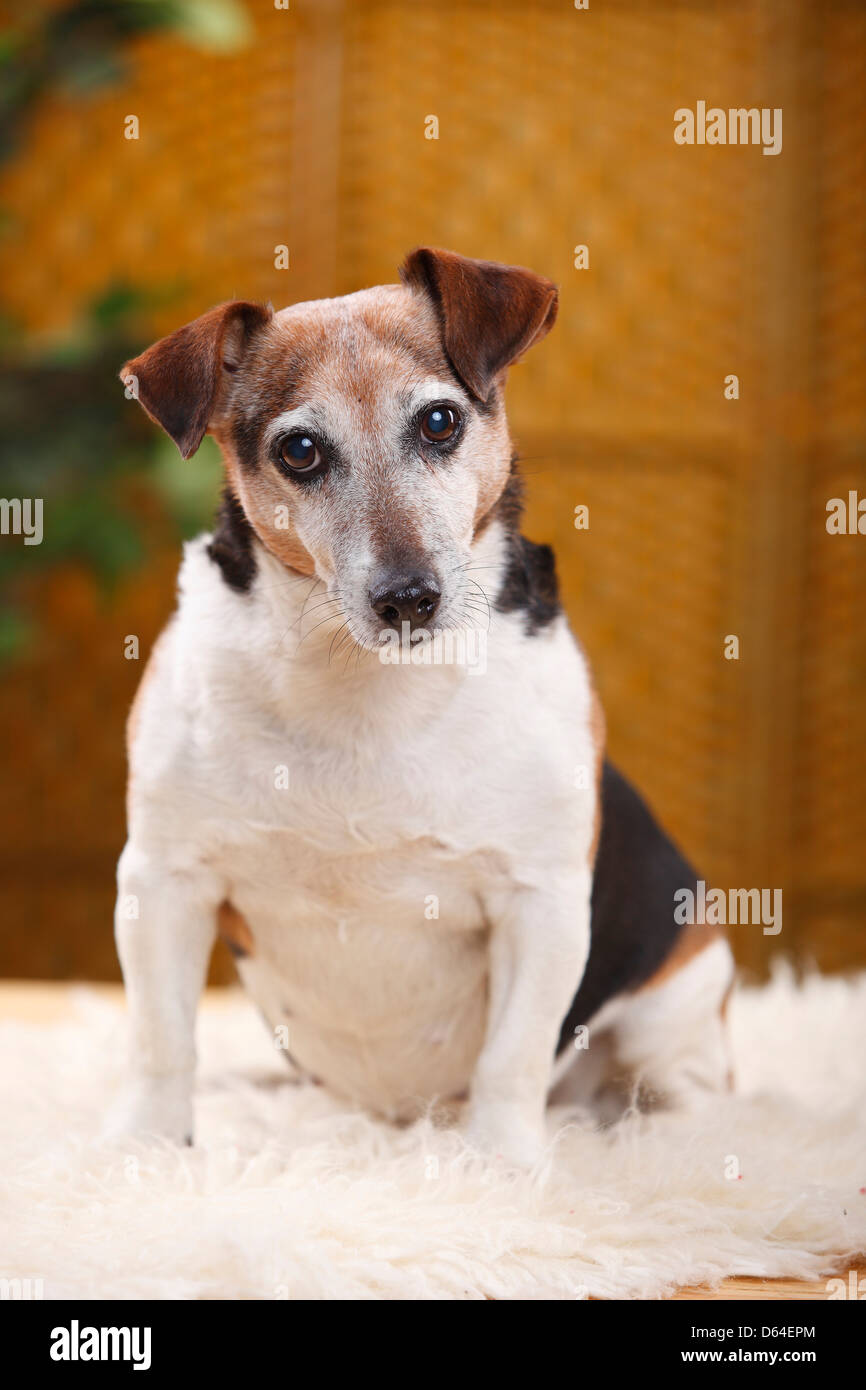 Jack Russell Terrier, bitch, 12 years old |Jack-Russell-Terrier ...