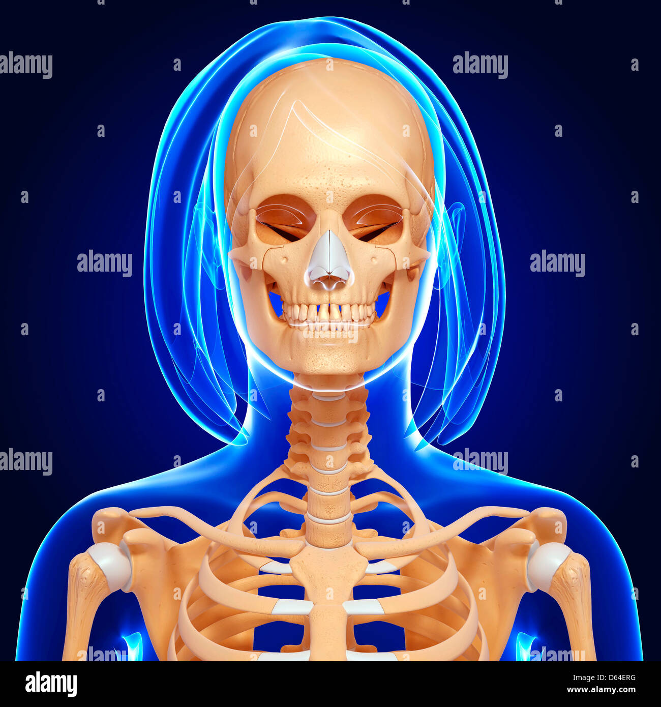 Female skeleton close up hi-res stock photography and images - Alamy