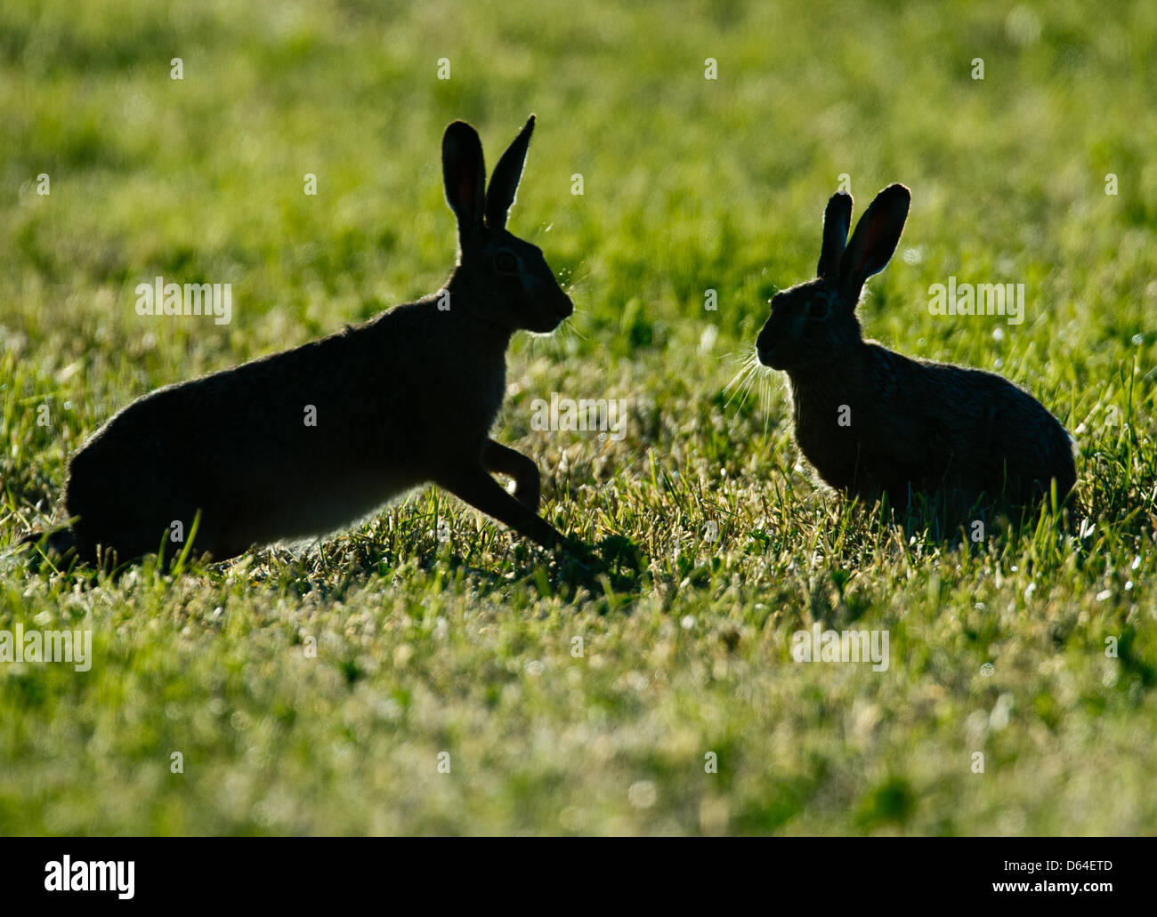 Two brown hares are pictured on a field near Mallnow in the early ...