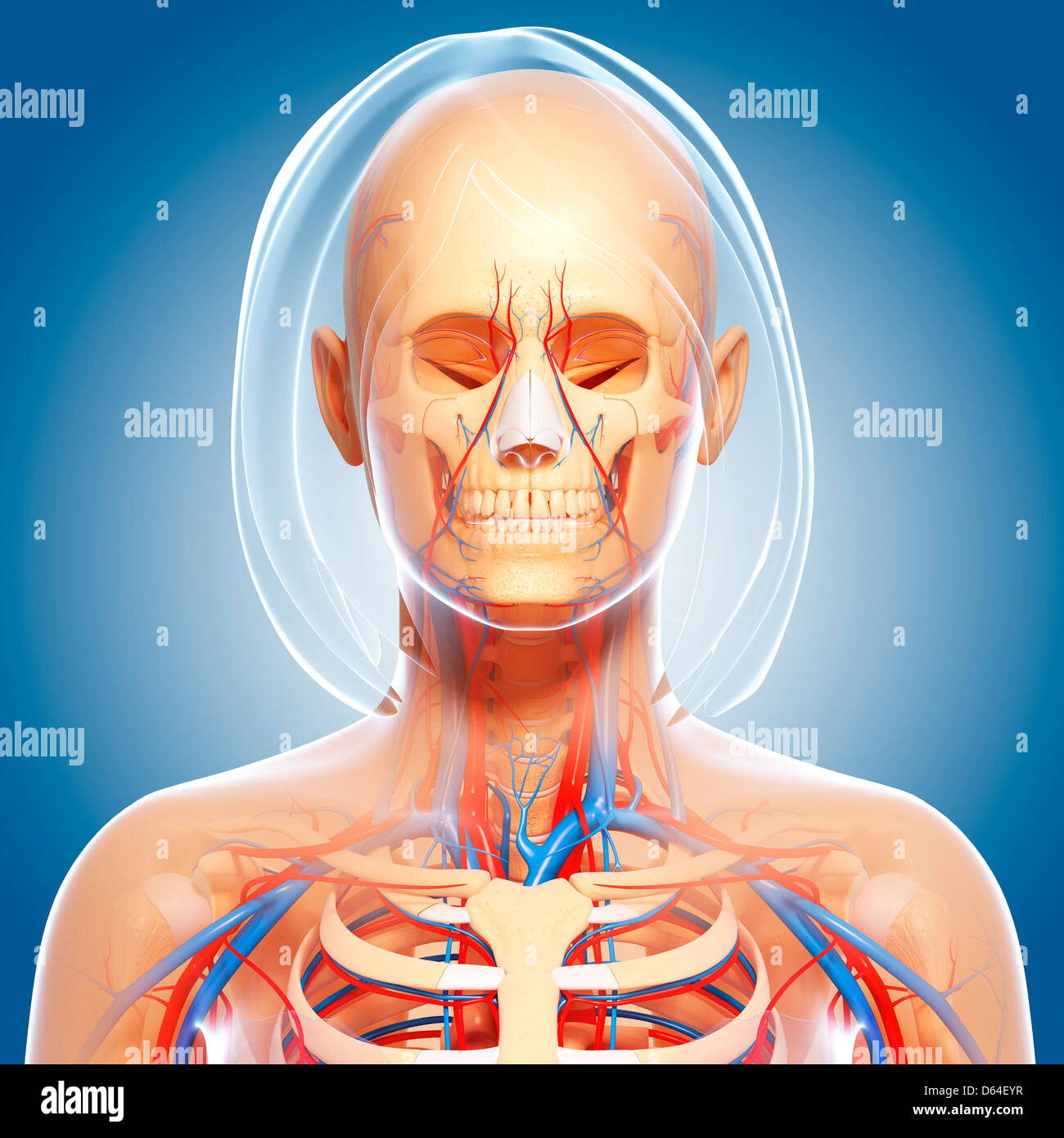 Female anatomy, artwork Stock Photo - Alamy