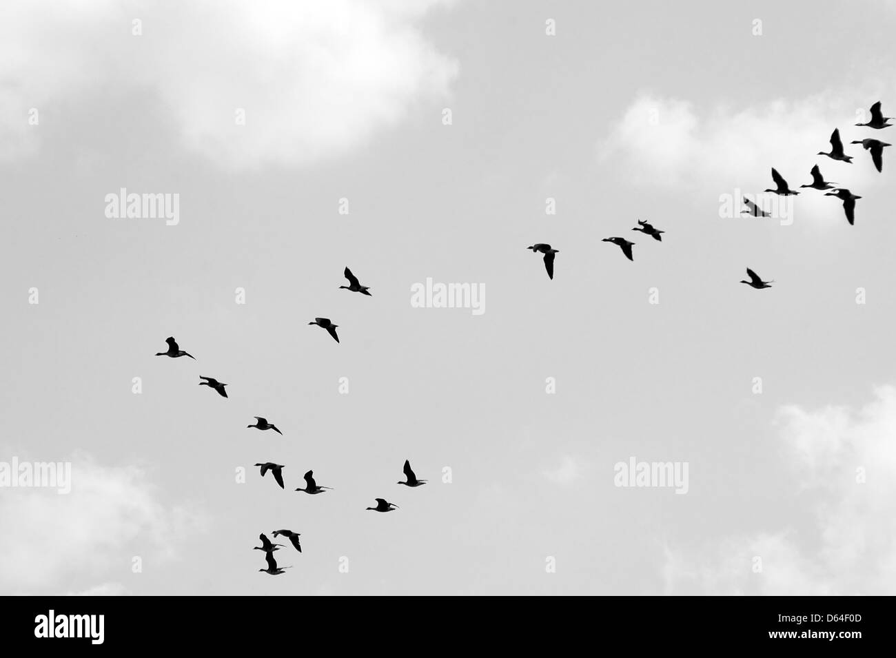 Wild geese in the flight Stock Photo - Alamy