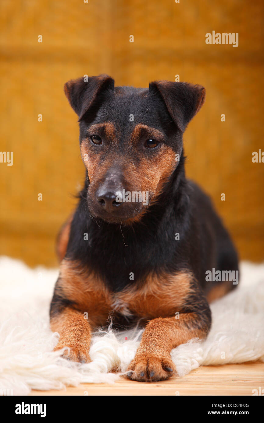 German Hunting Terrier |Deutscher Jagdterrier Stock Photo - Alamy