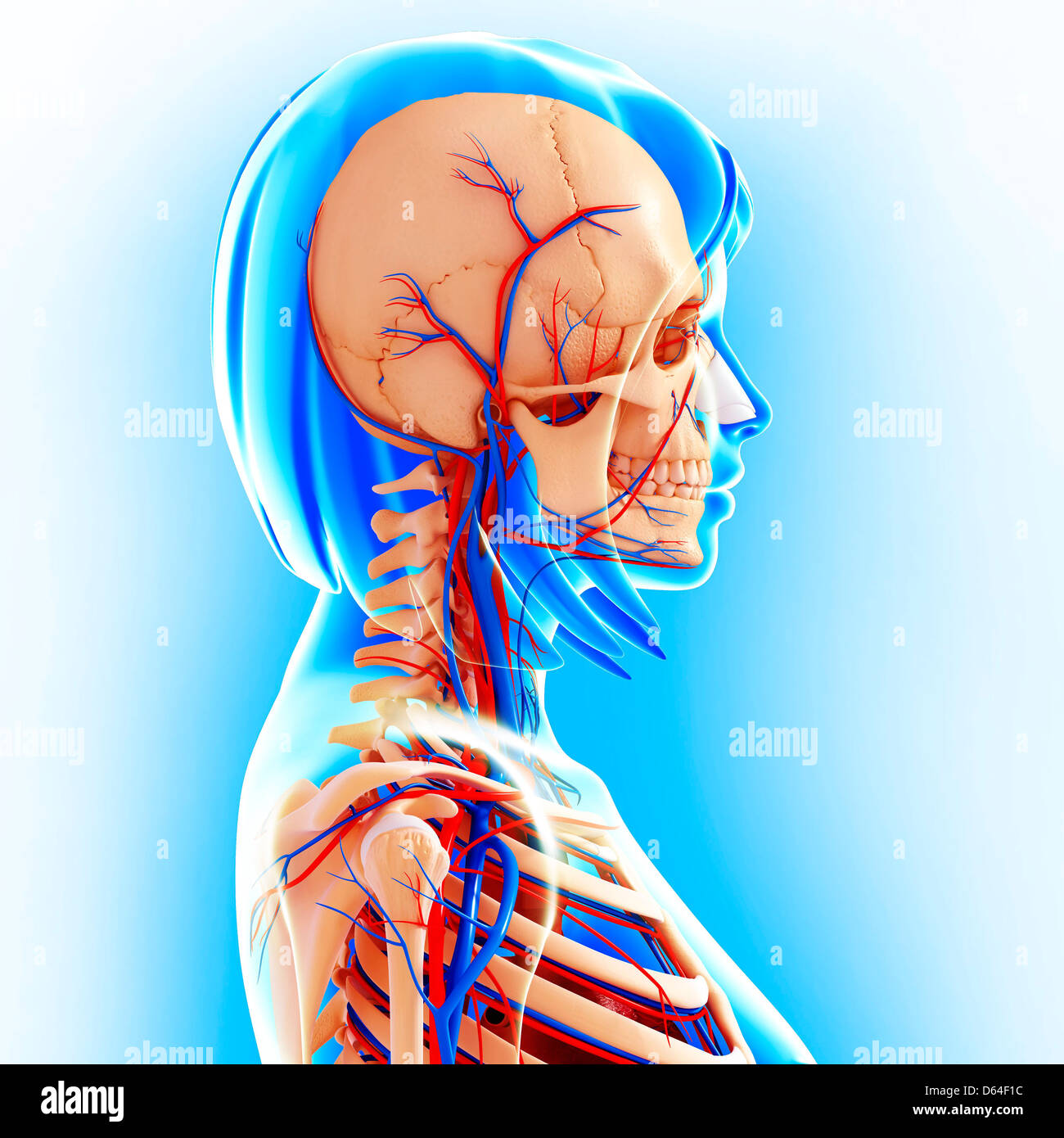 Female anatomy, artwork Stock Photo - Alamy