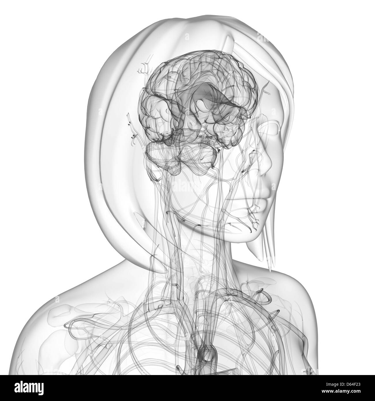 Female human anatomy Black and White Stock Photos & Images - Alamy