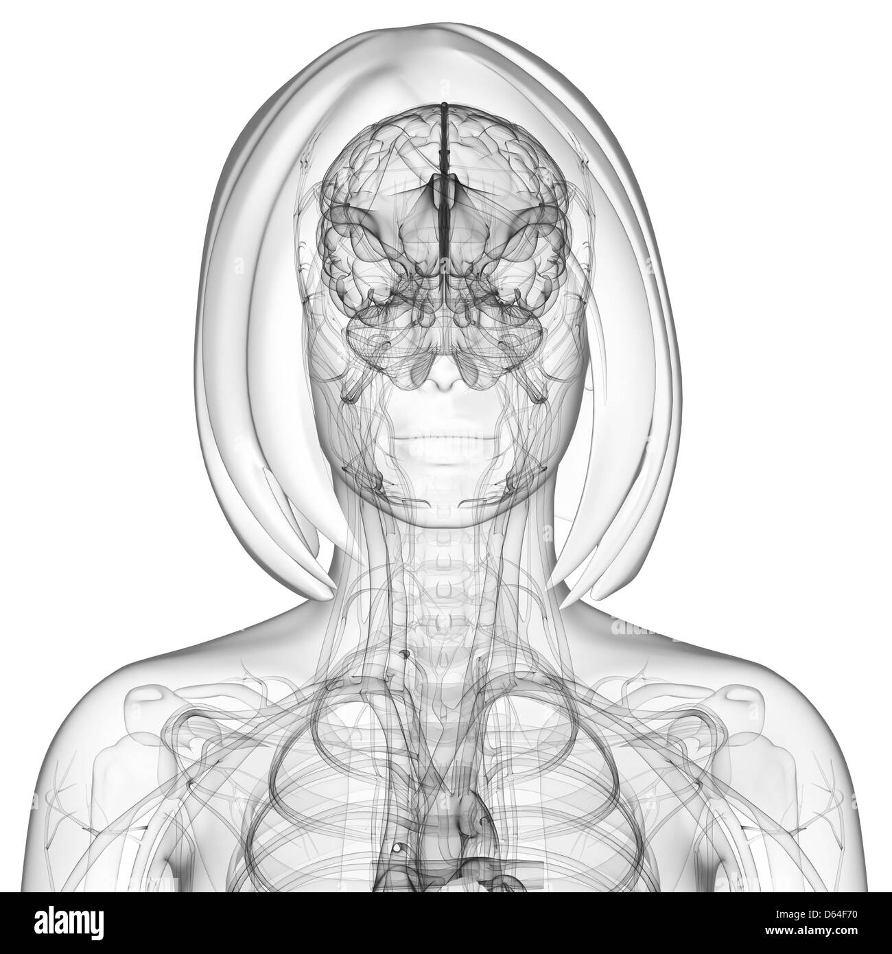 Female Anatomy Black and White Stock Photos & Images - Alamy