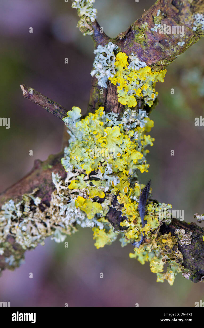 Foliose lichen green hi-res stock photography and images - Alamy