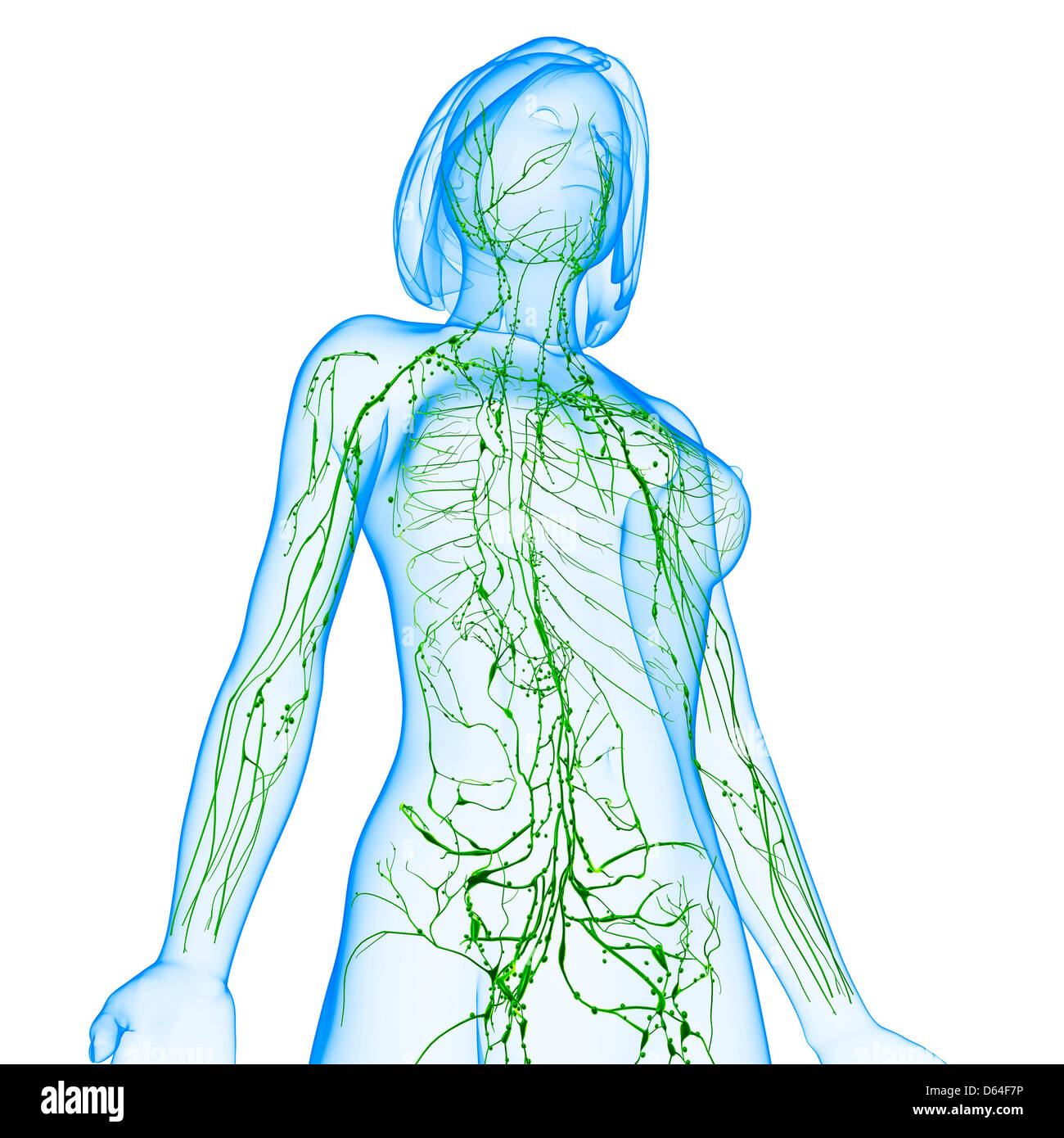 Female lymphatic system, artwork Stock Photo - Alamy