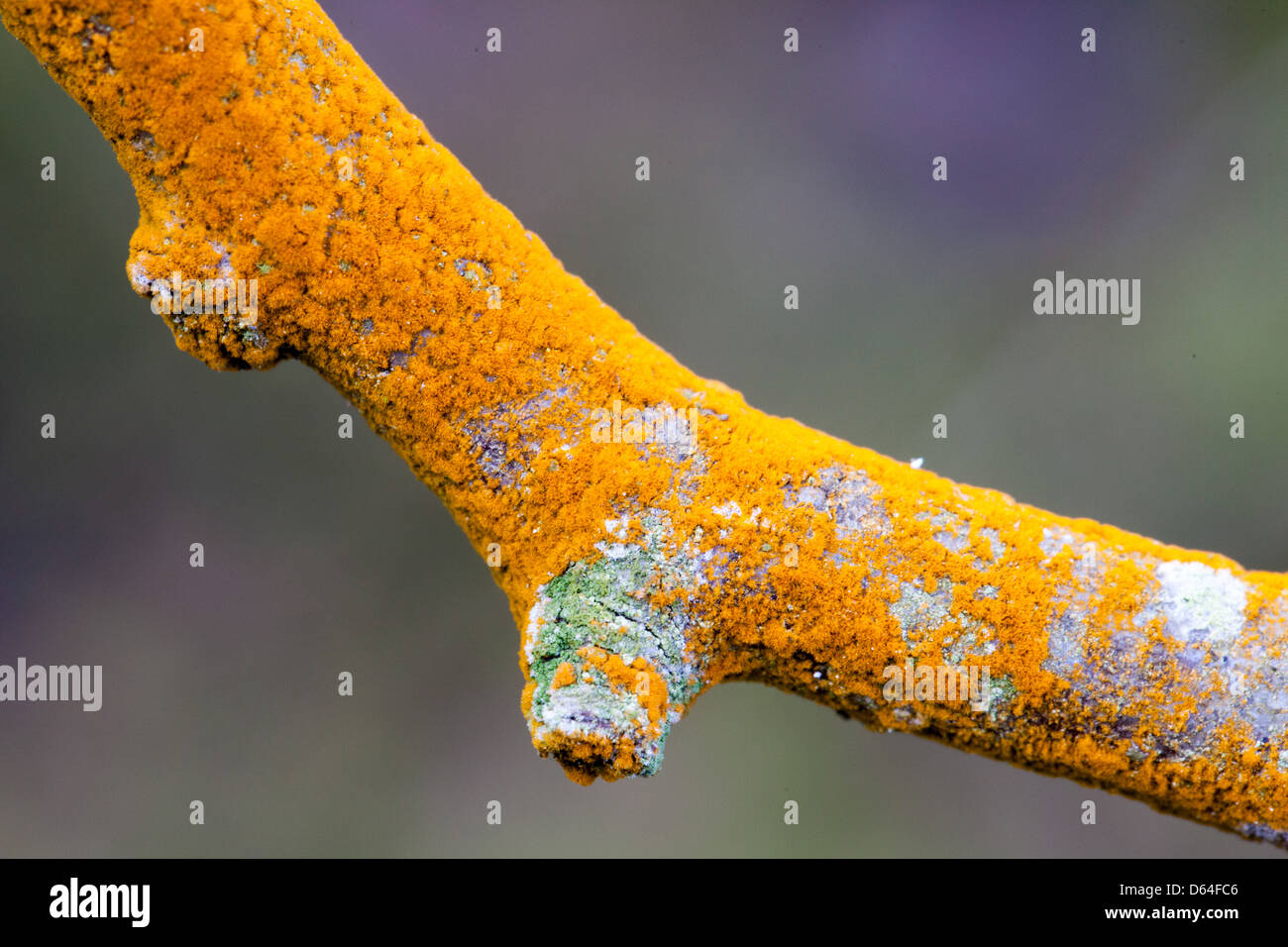 Trentepohlia algae hi-res stock photography and images - Alamy