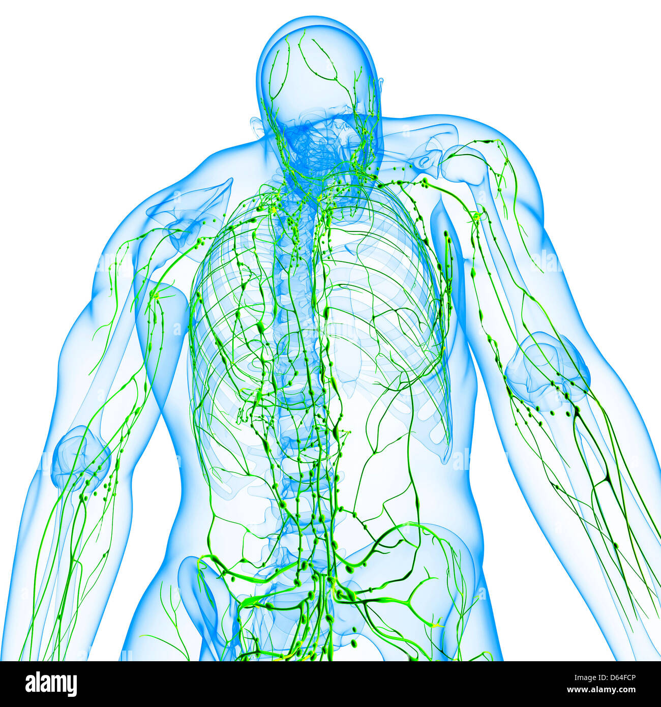 Lymphatic system of the back hi-res stock photography and images - Alamy