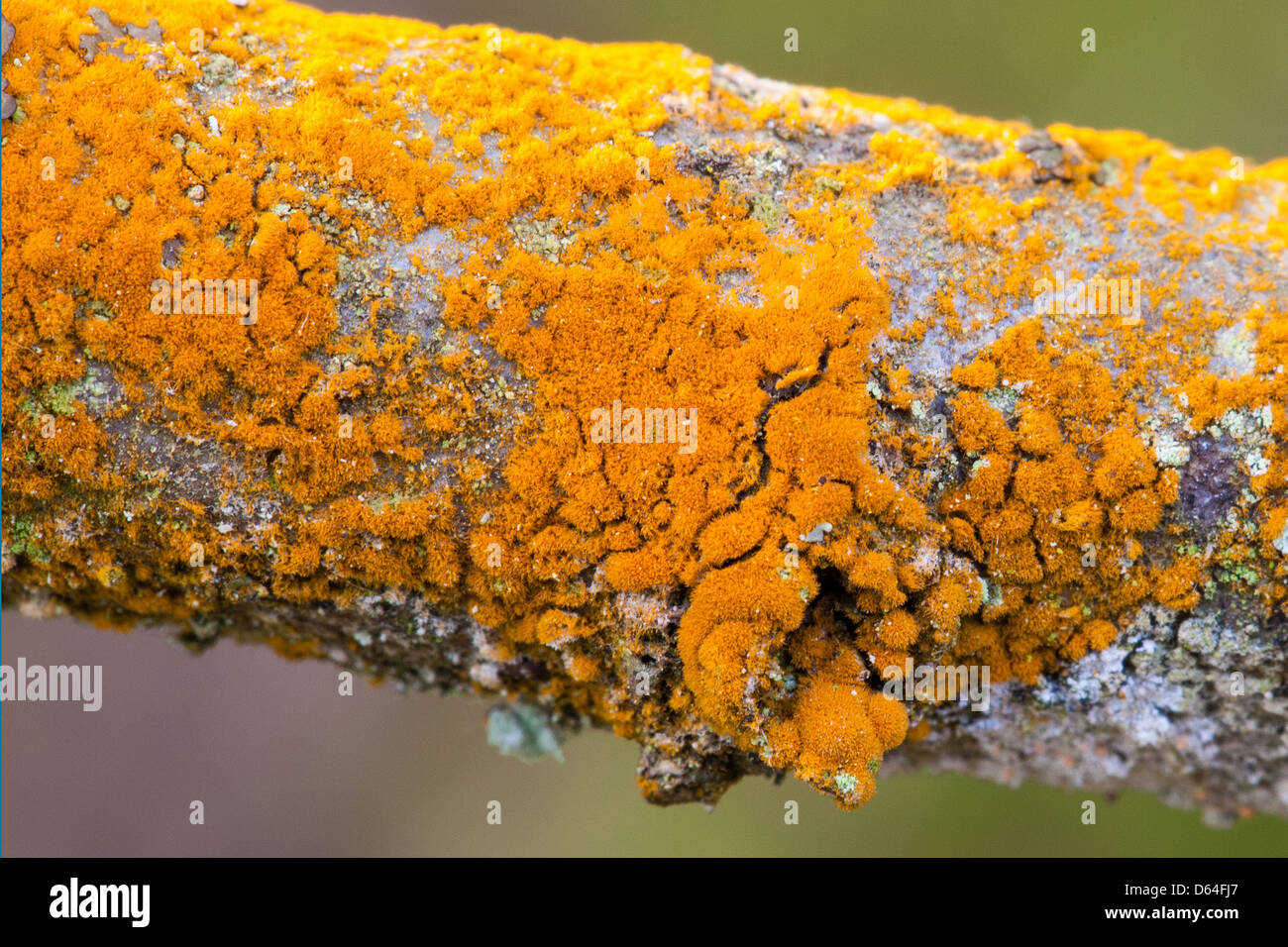 Algae on twig Stock Photo - Alamy