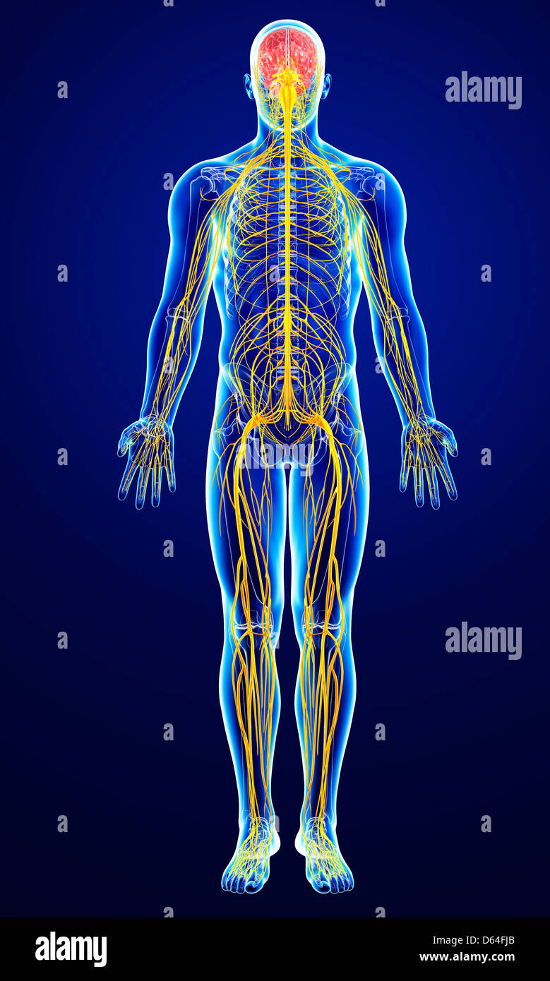 Male nervous system, artwork Stock Photo - Alamy