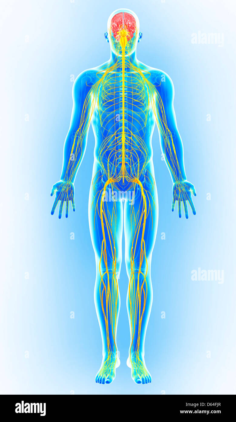Cool Nervous System Images