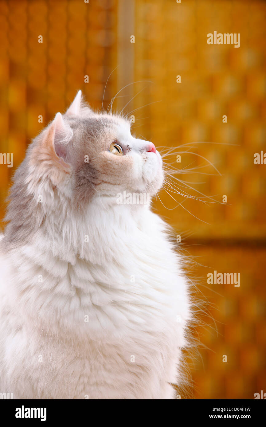 British Longhair Cat, blue-cream-white / Highlander, Lowlander ...