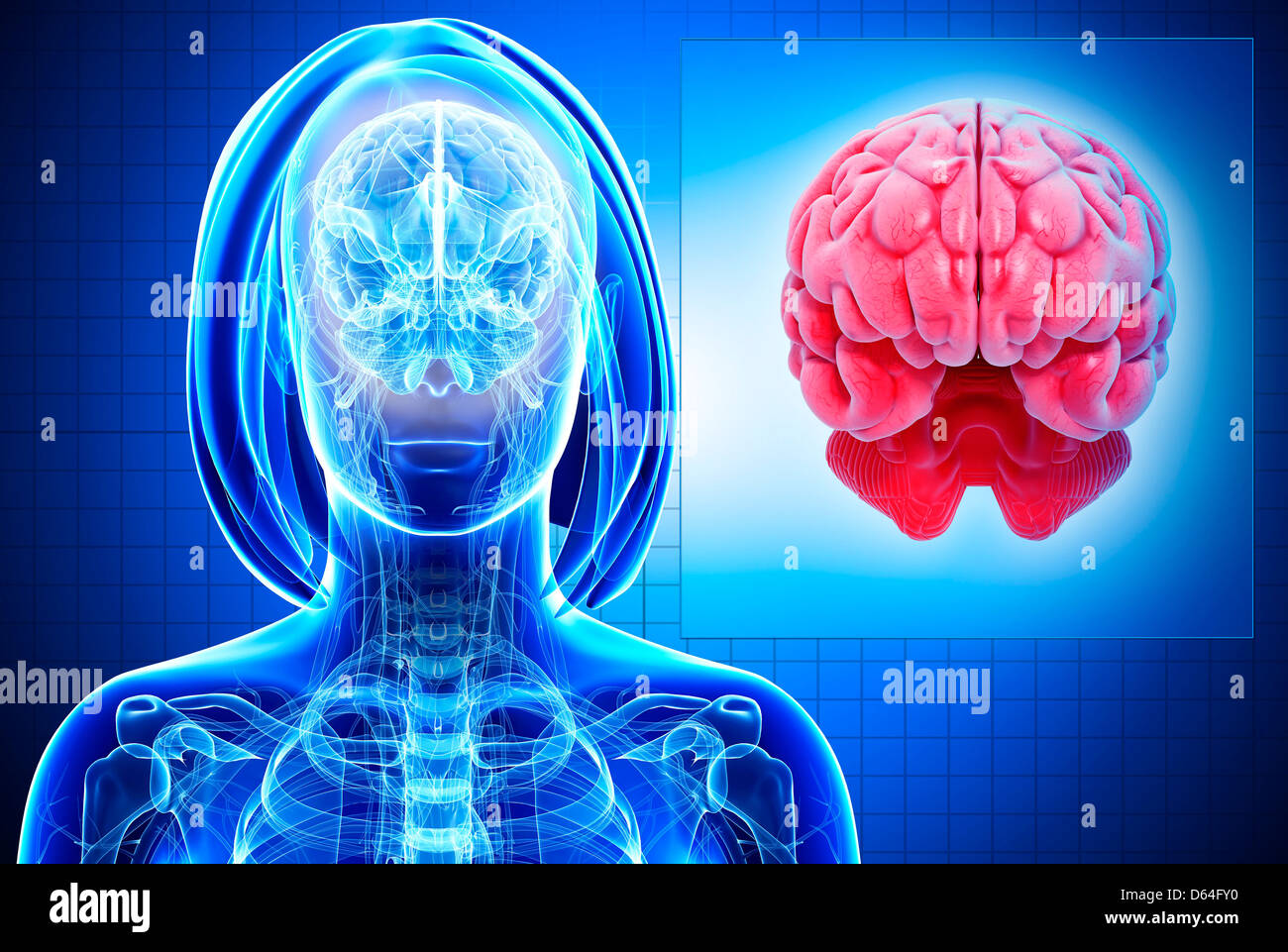 Female brain, artwork Stock Photo - Alamy