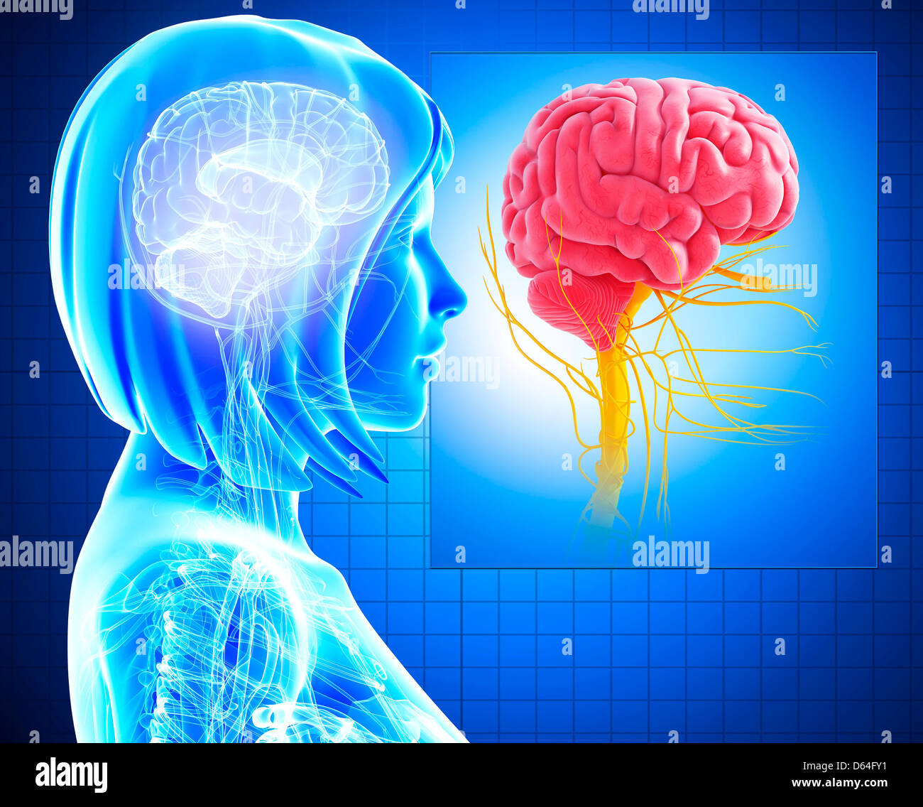 Female brain, artwork Stock Photo - Alamy