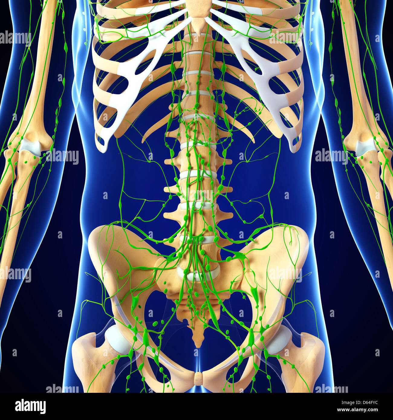 Human anatomy, artwork Stock Photo - Alamy