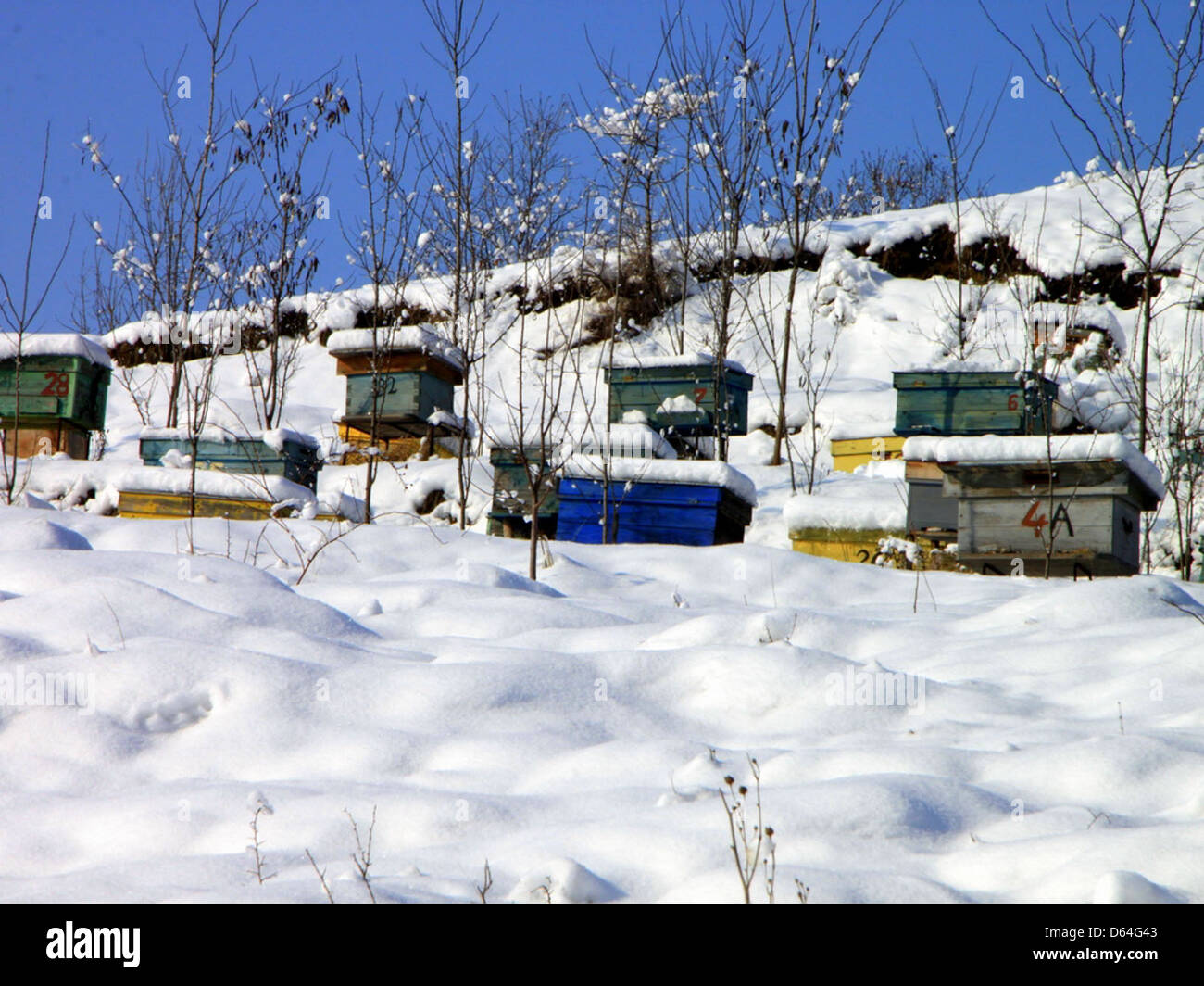 Winter-Apiary Bee-Hives-in-Winter 77108 Stock Photo - Alamy