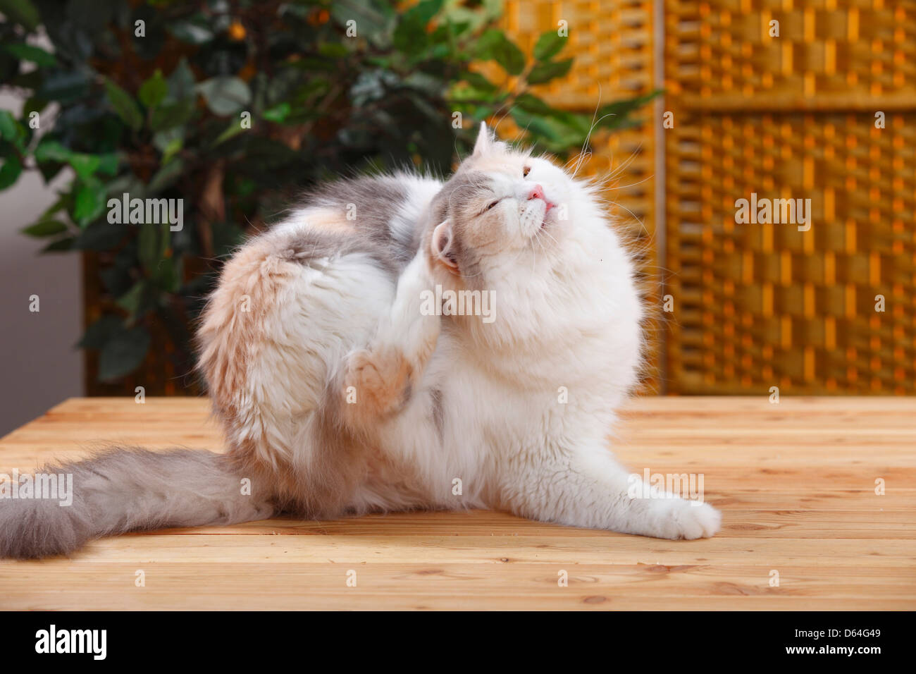 British Longhair Cat, blue-cream-white / Highlander, Lowlander ...