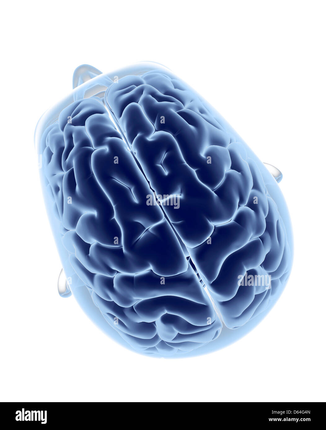 Human head top view Cut Out Stock Images & Pictures - Alamy