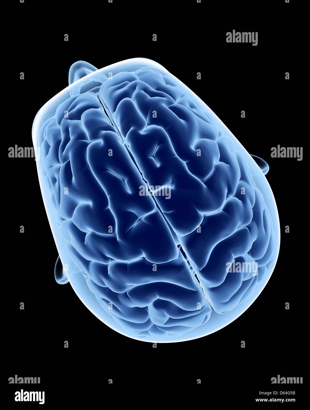 Head with brain hi-res stock photography and images - Alamy