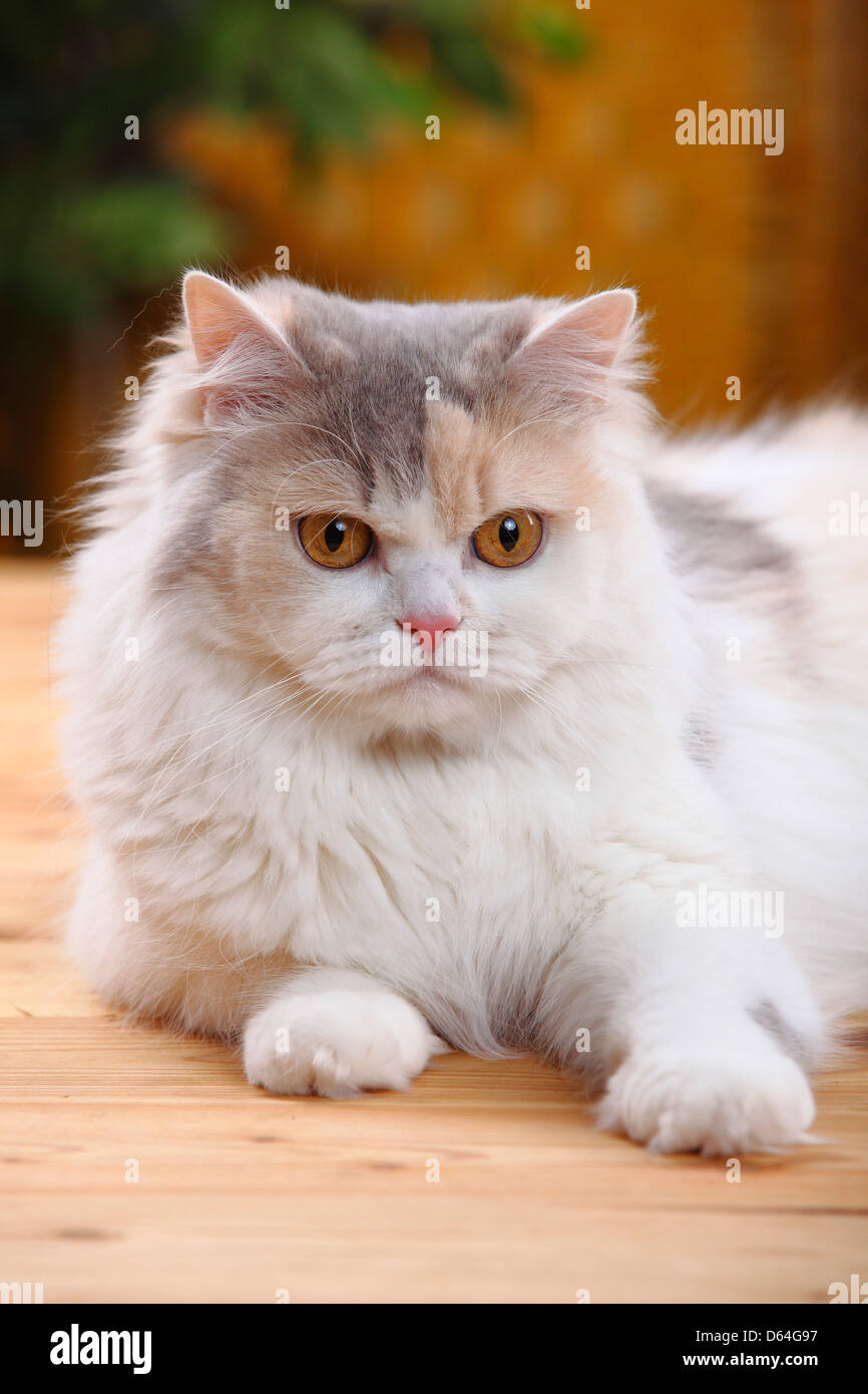 Blue white highlander hi-res stock photography and images - Alamy