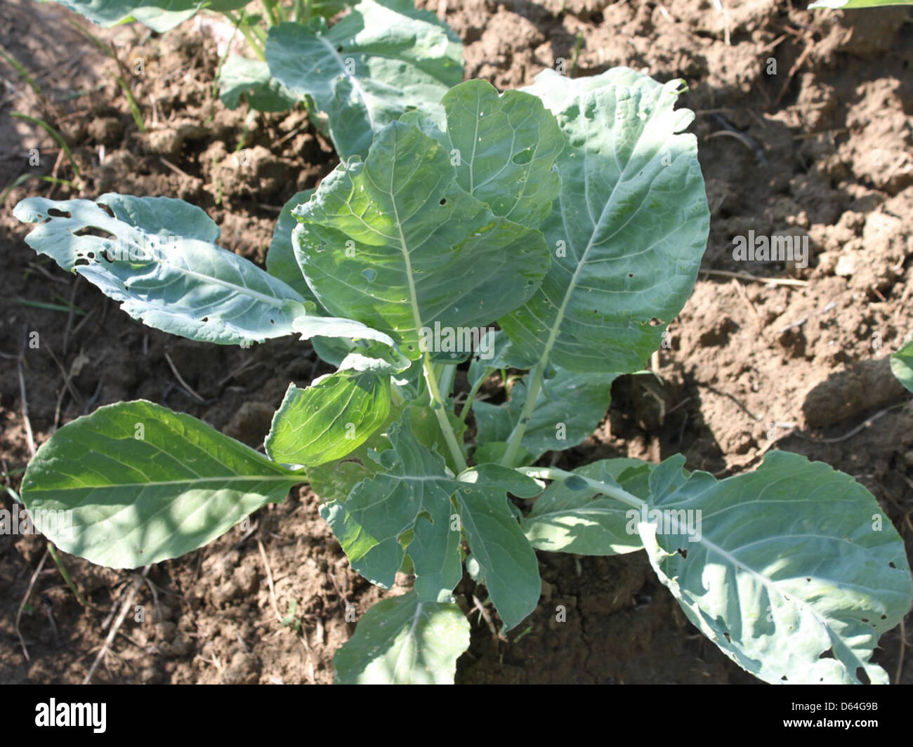 A young cabbage seedling growing in a garden during spring, symbolizing ...