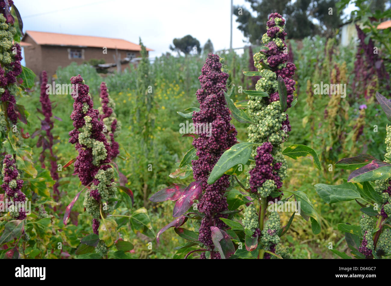 Quinoa growing on the islands of Lake Titicaca, Peru Stock Photo - Alamy