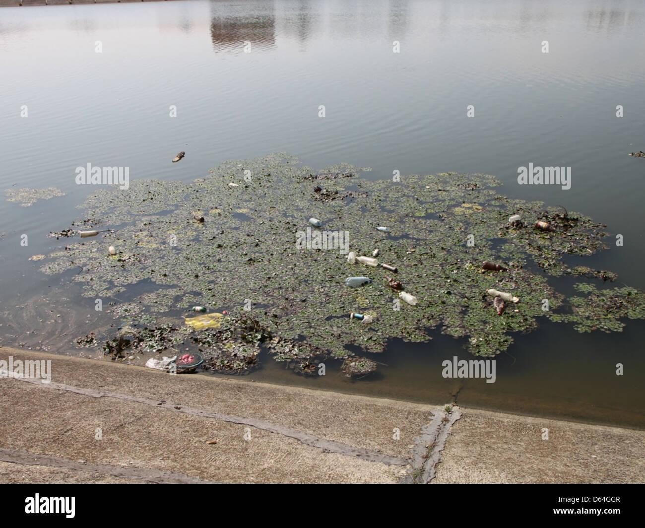 This image highlights the pollution in a river, showing the ...