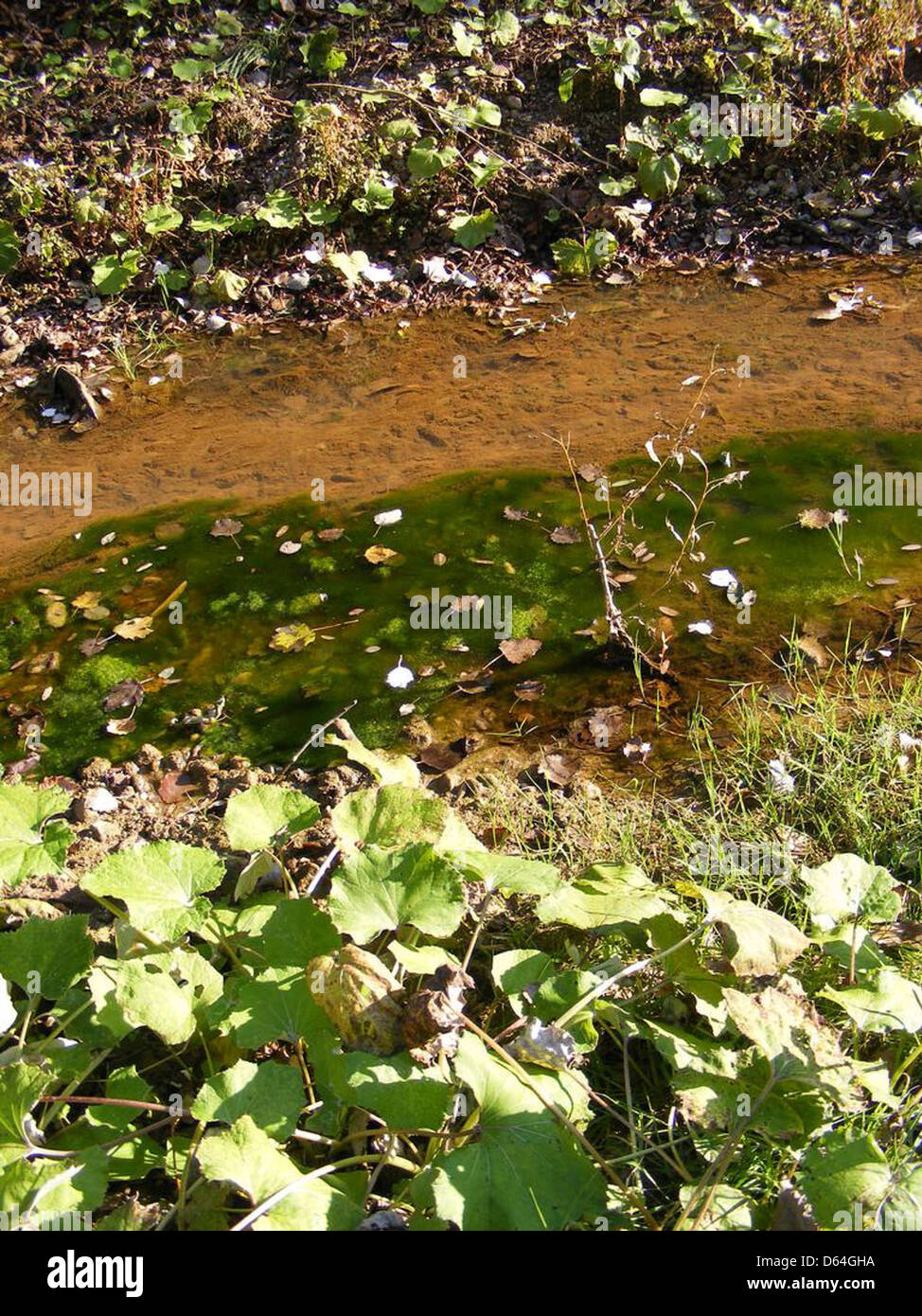 This image shows green algae growing in a river, capturing the natural ...